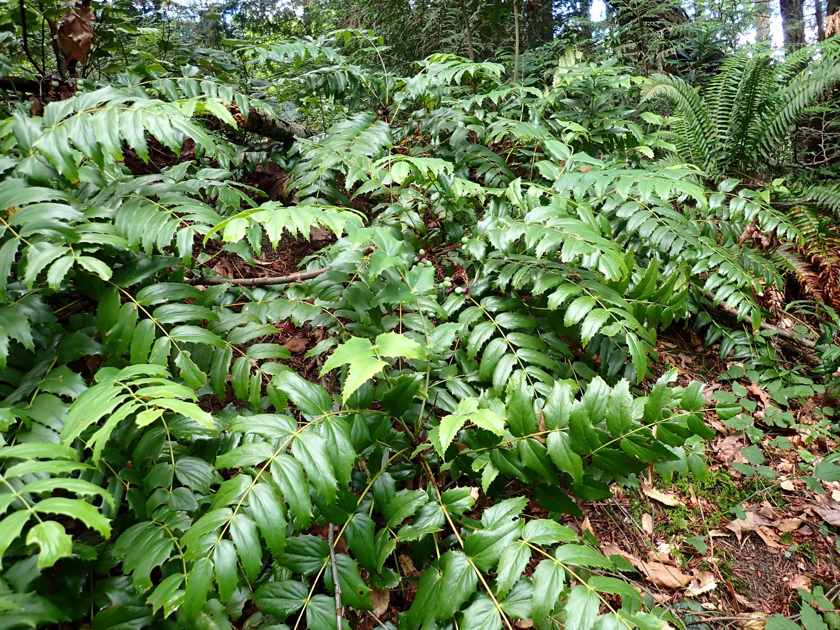 Berberis (Mahonia) aquifolium – Flora around Nanaimo