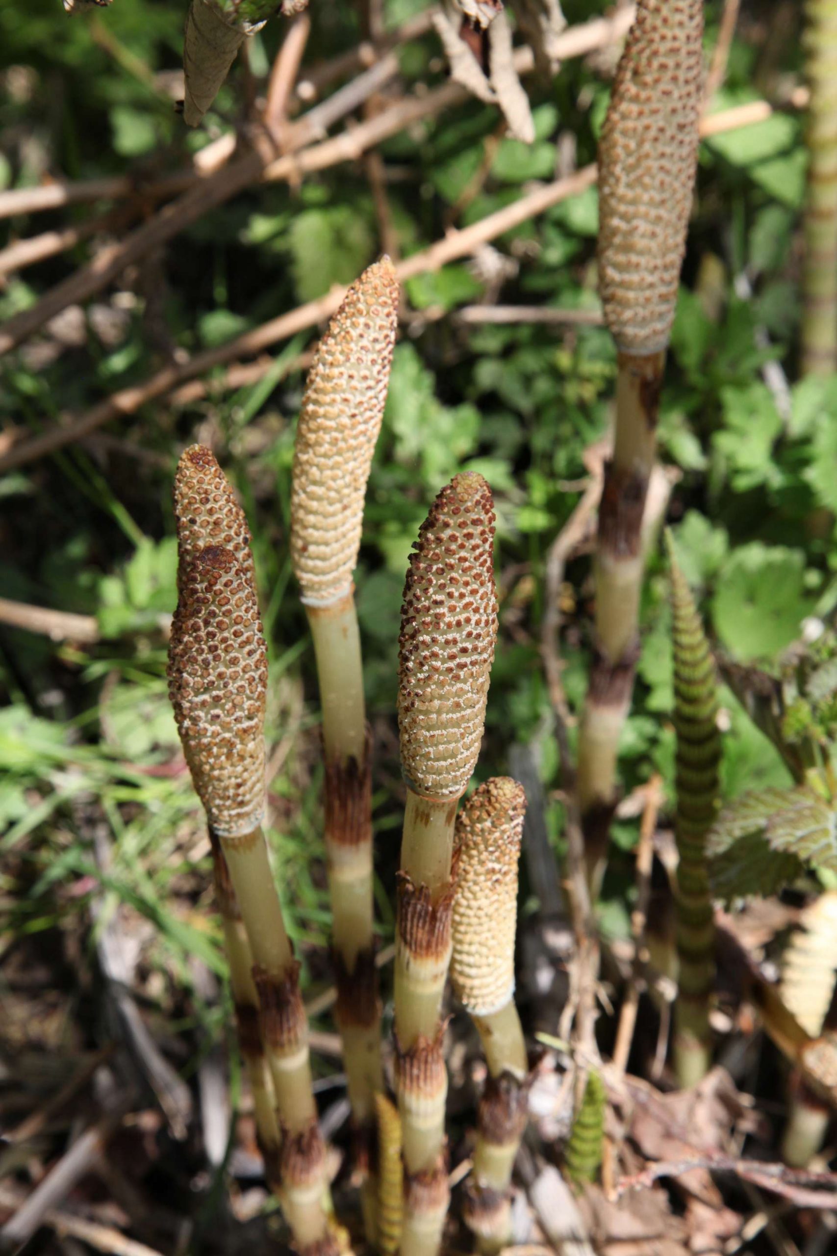 Equisetum sp. – Flora around Nanaimo
