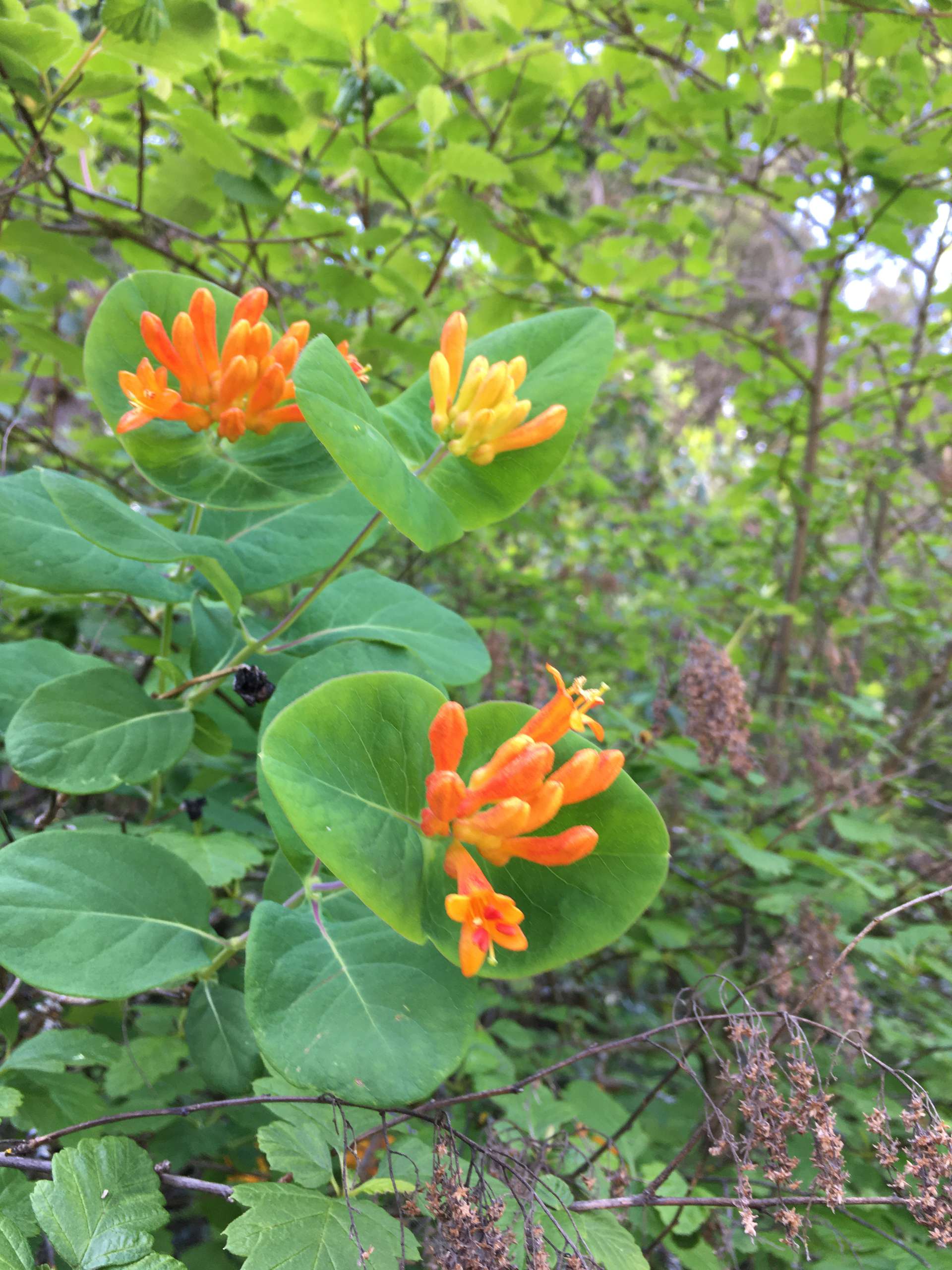 Lonicera sp. (ciliosa & hispidula) – Flora around Nanaimo