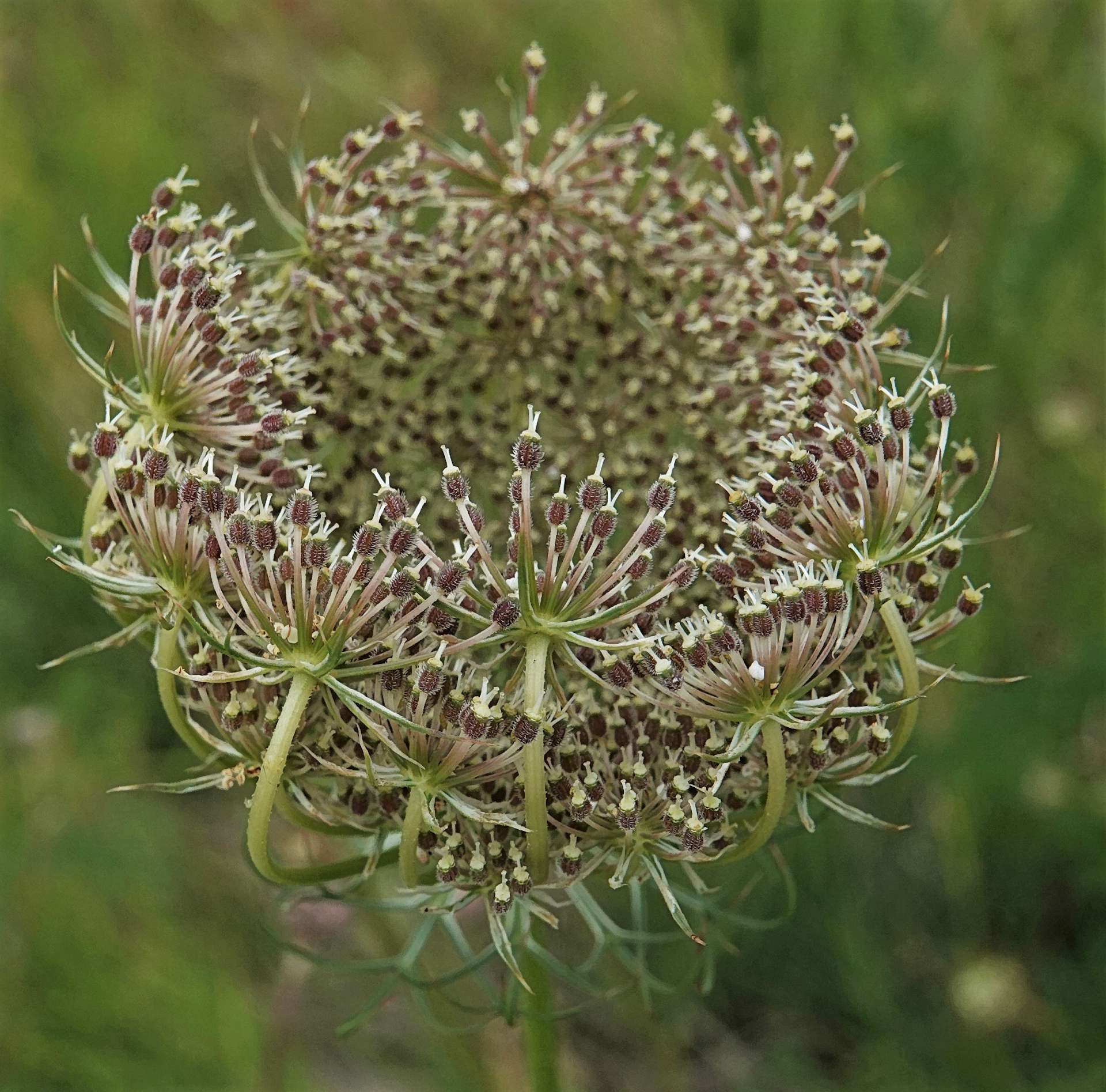 Daucus carota – Flora around Nanaimo