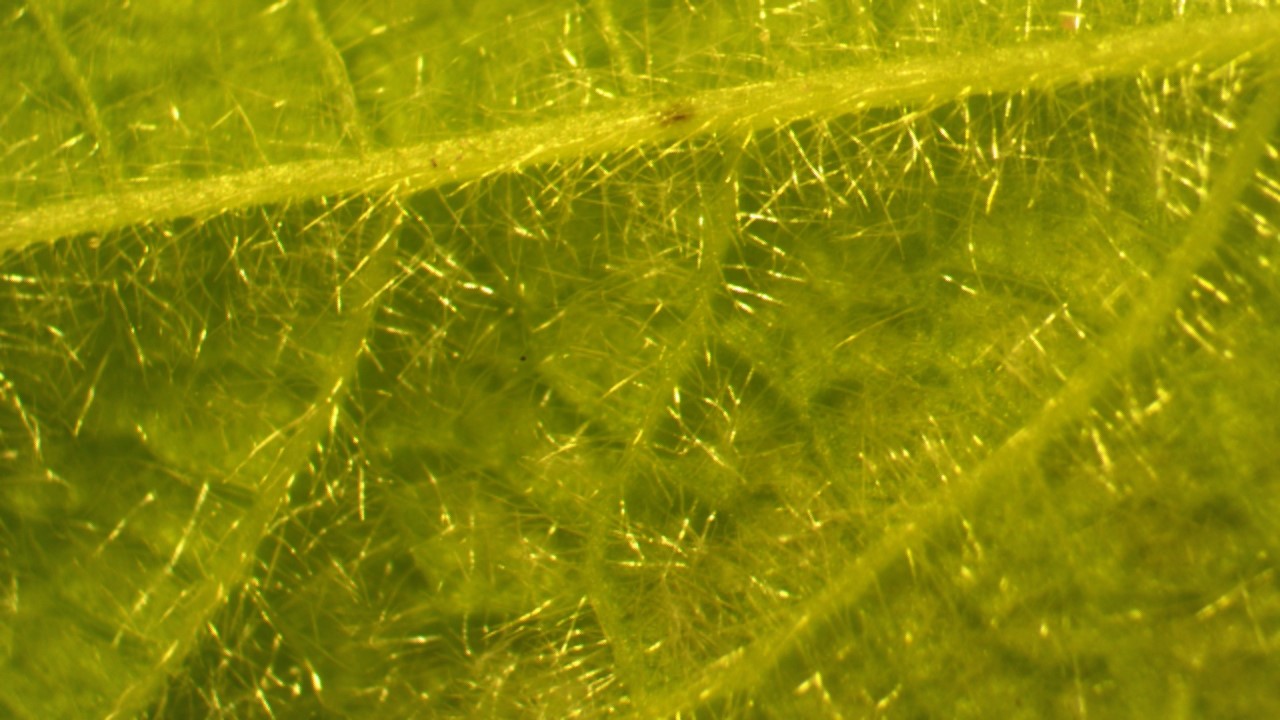 Rubus parviflorus – Flora around Nanaimo