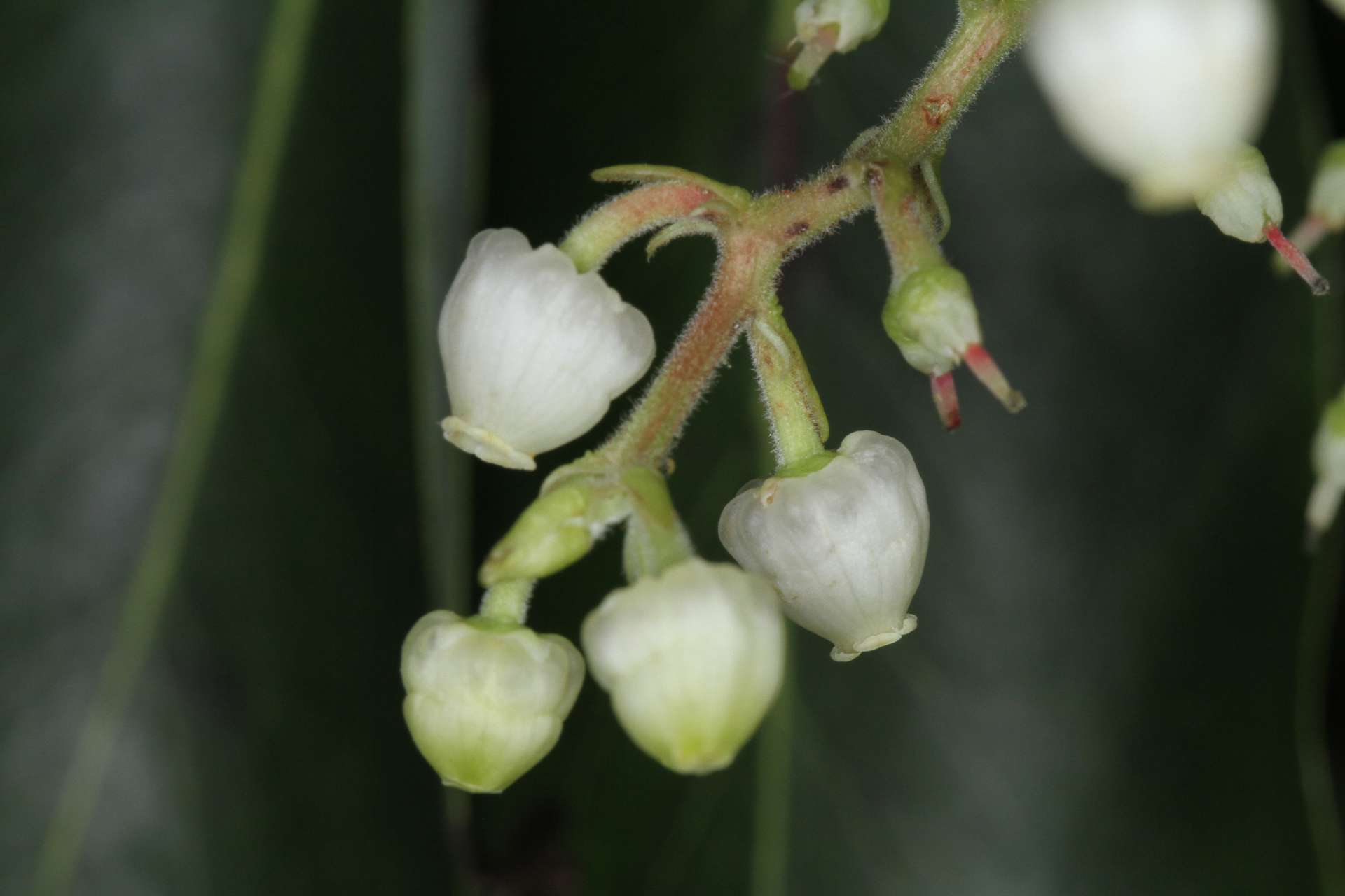 Arbutus menziesii – Flora around Nanaimo