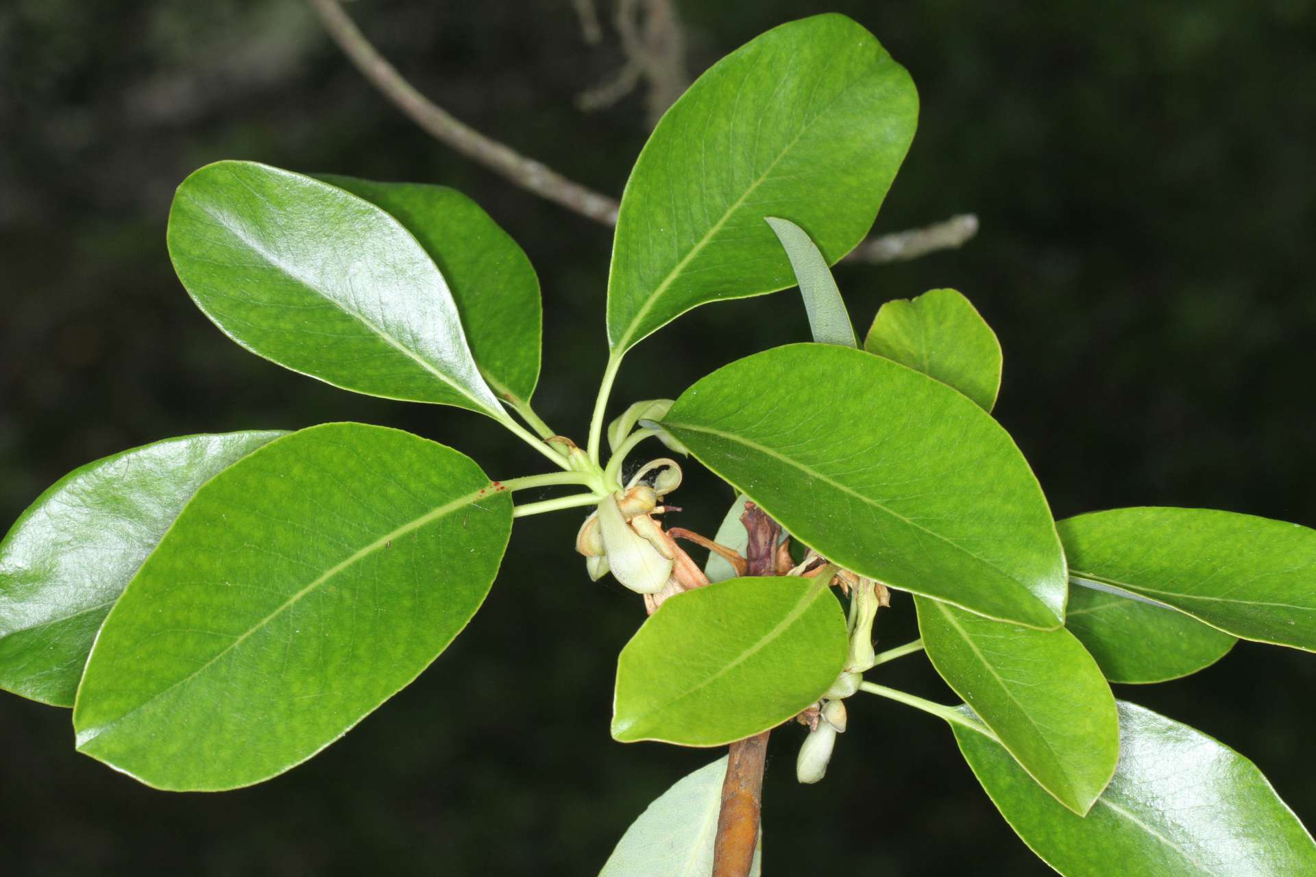 The five category overview – Flora around Nanaimo