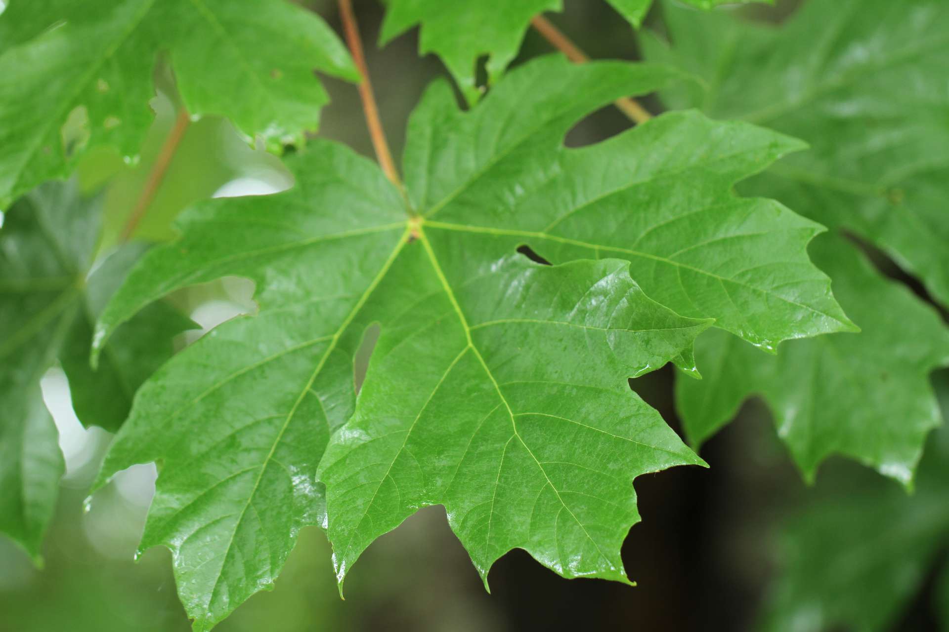 The five category overview – Flora around Nanaimo