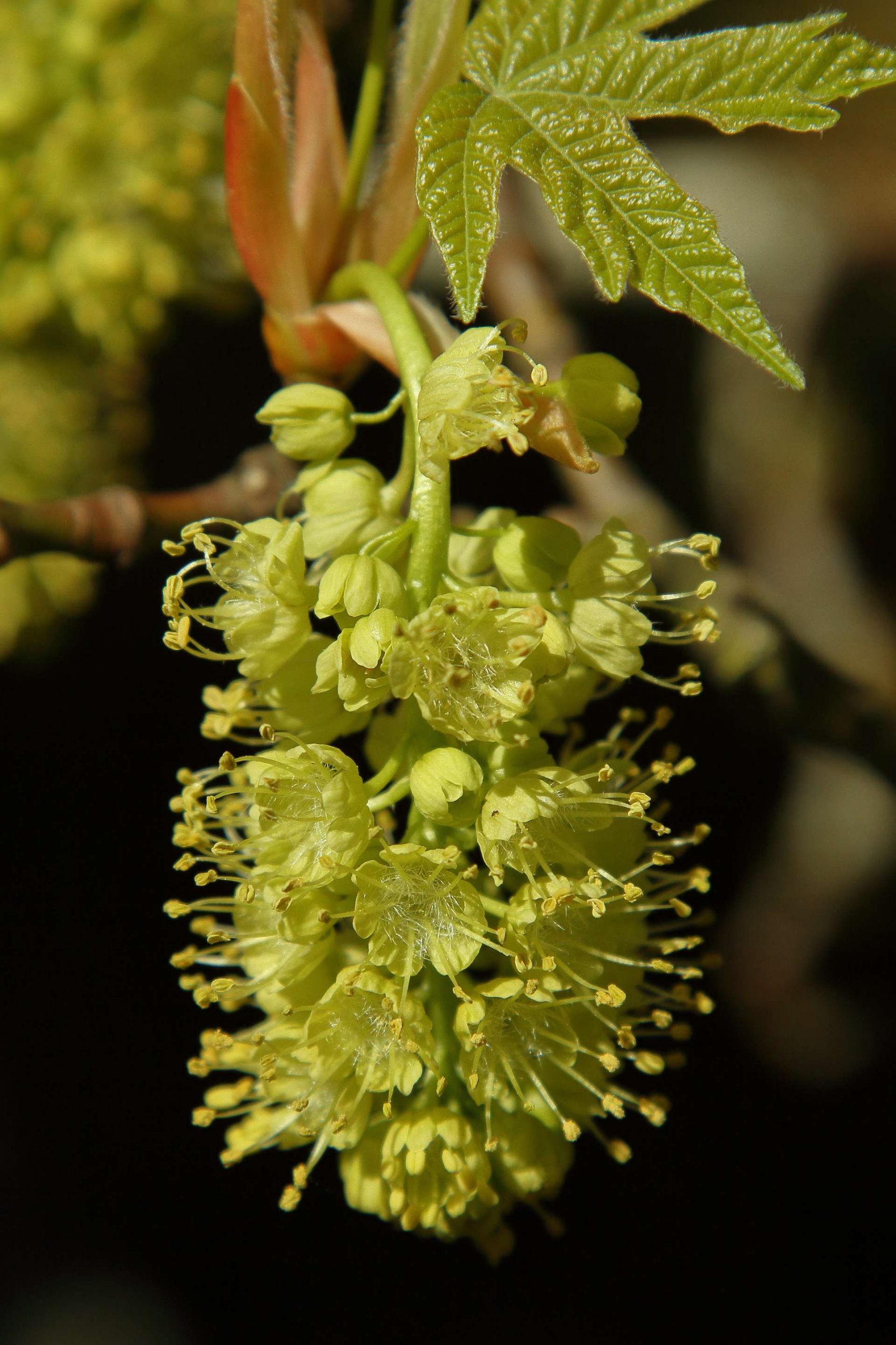 Acer macrophyllum – Flora around Nanaimo
