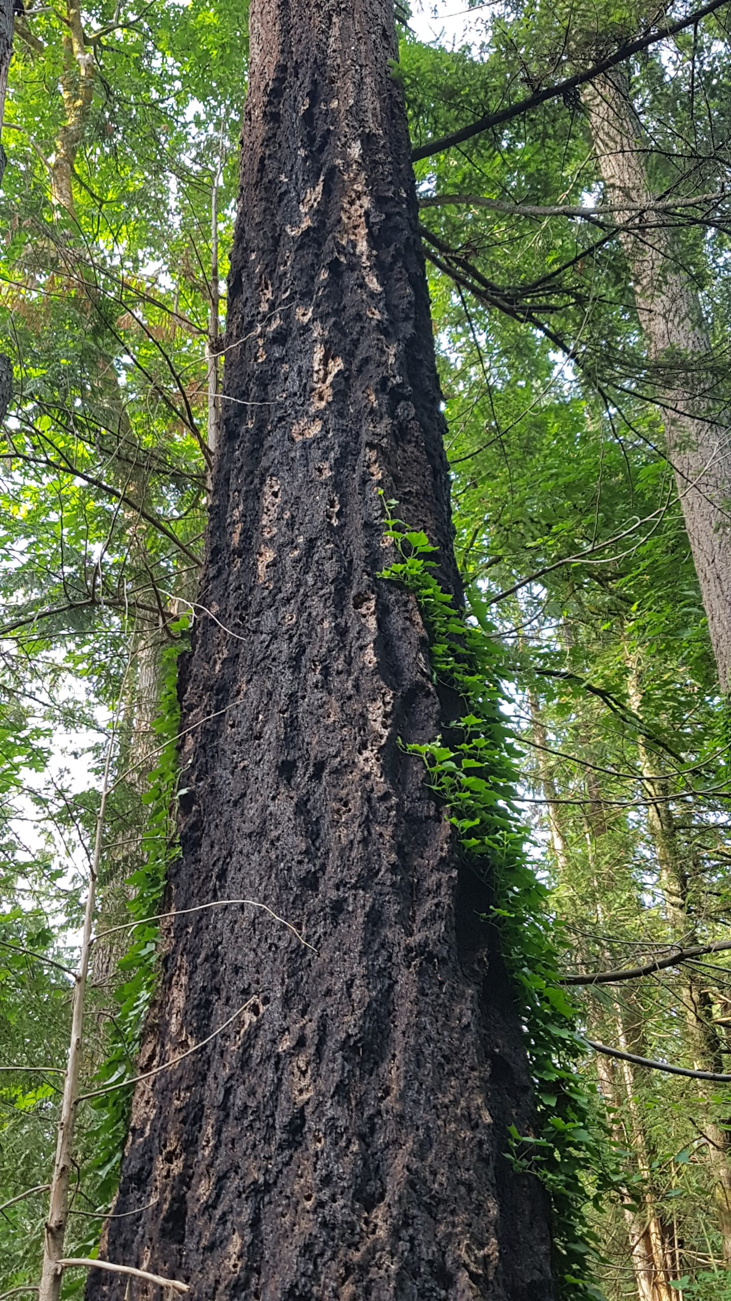 Pseudotsuga menziesii – Flora around Nanaimo