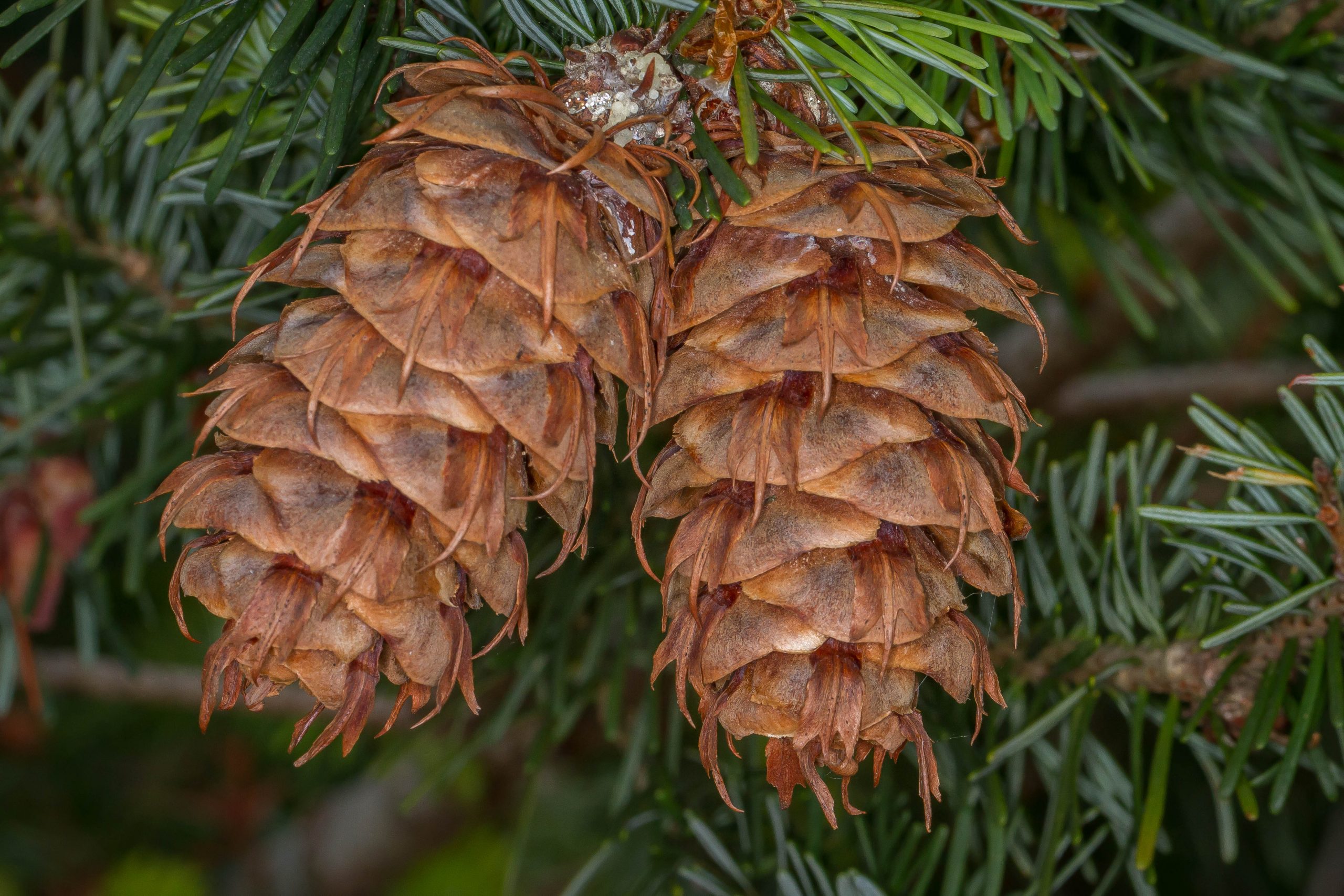 The five category overview – Flora around Nanaimo