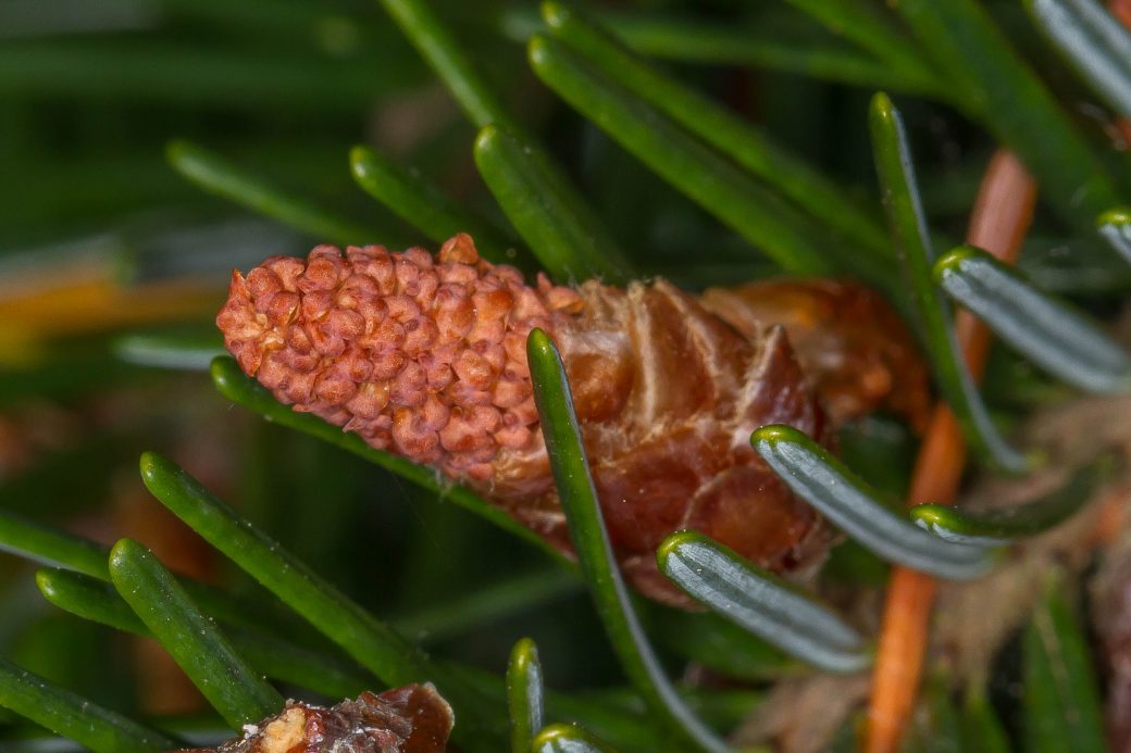 Pseudotsuga menziesii – Flora around Nanaimo
