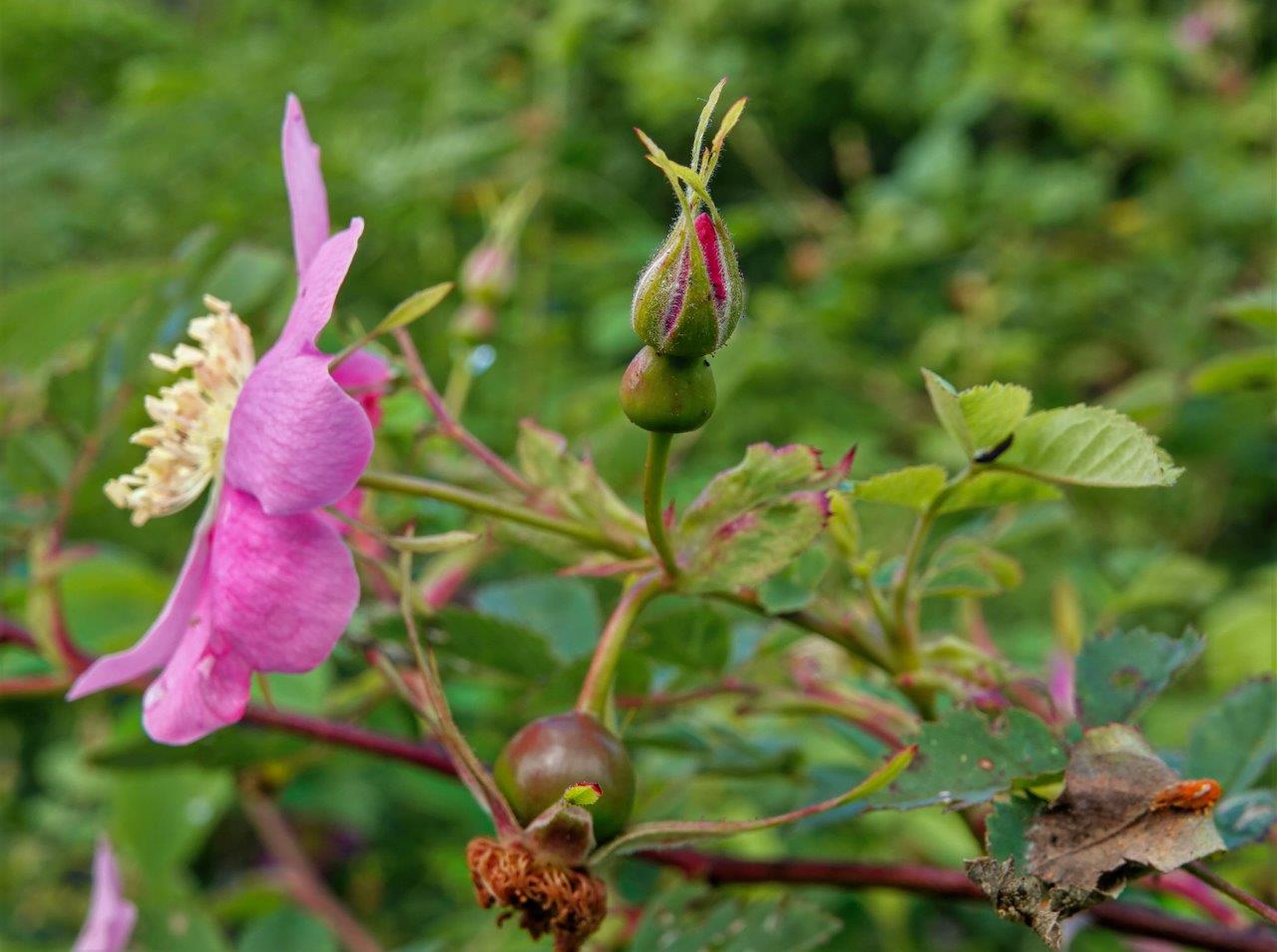 Rosa nutkana – Flora around Nanaimo