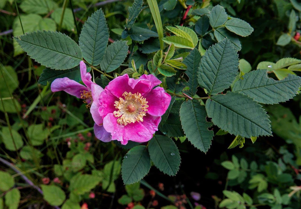 Rosa nutkana – Flora around Nanaimo