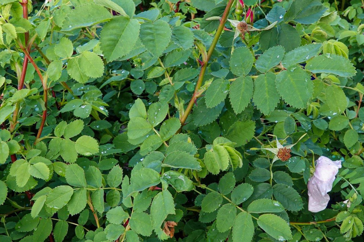 Rosa nutkana – Flora around Nanaimo