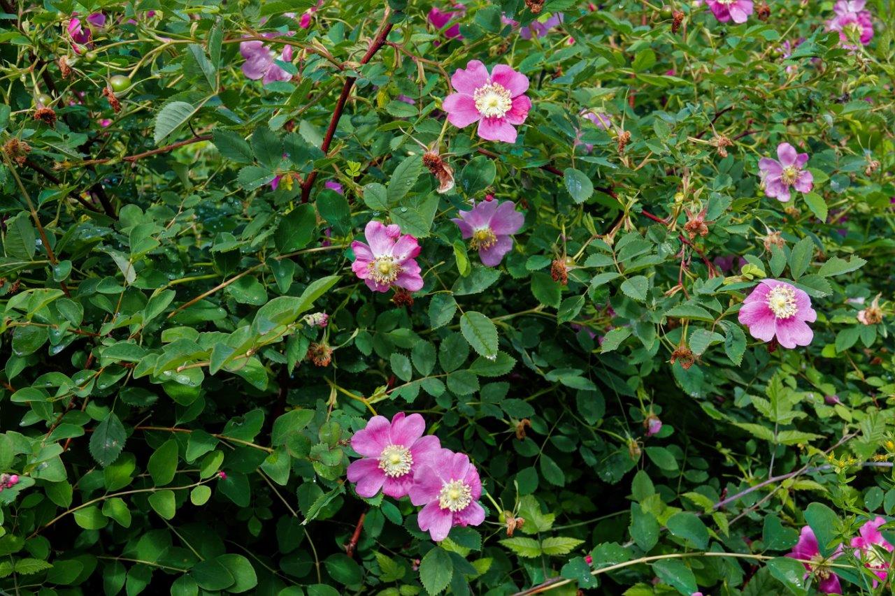 Rosa nutkana – Flora around Nanaimo