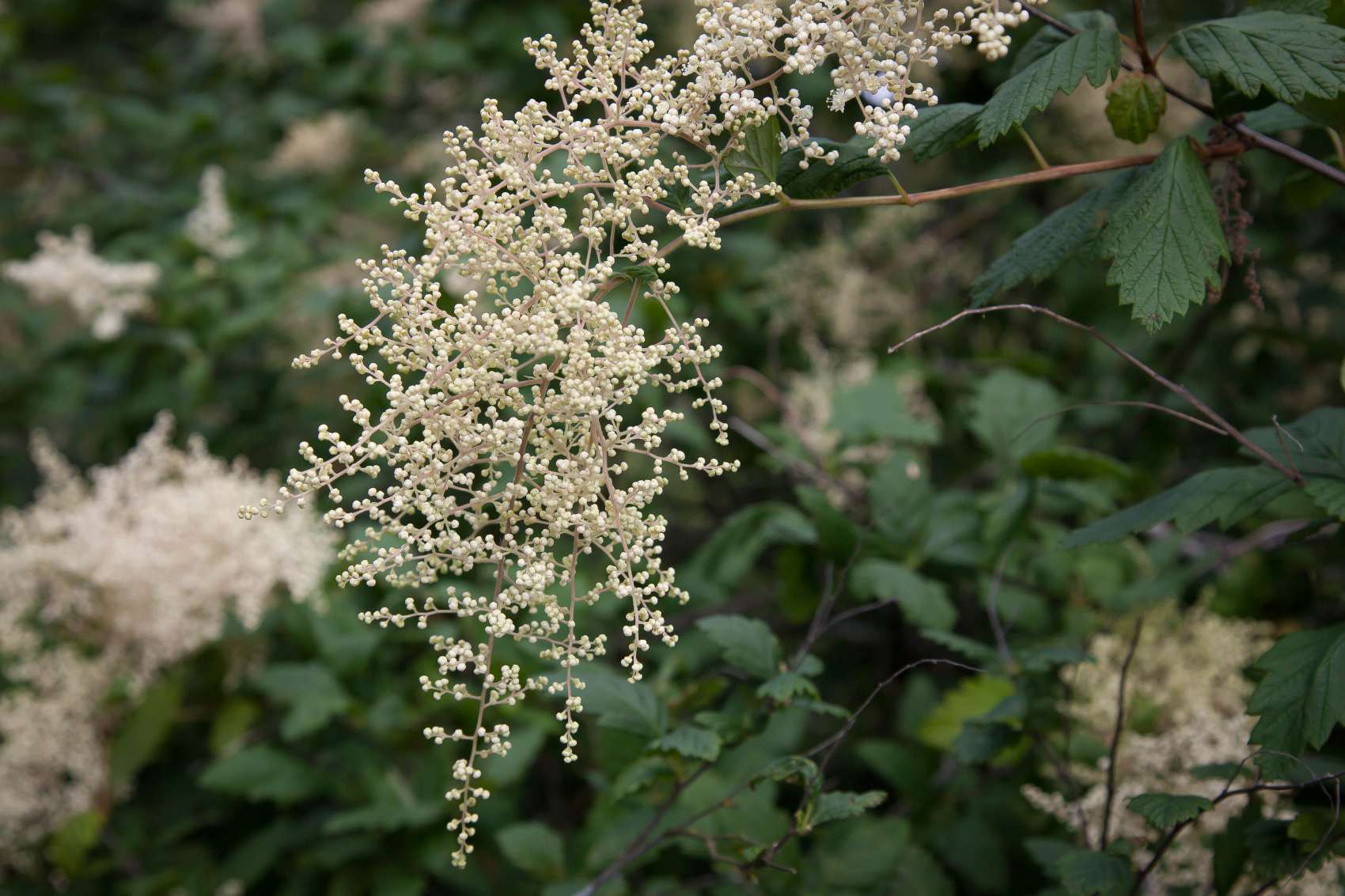 Holodiscus discolor – Flora around Nanaimo