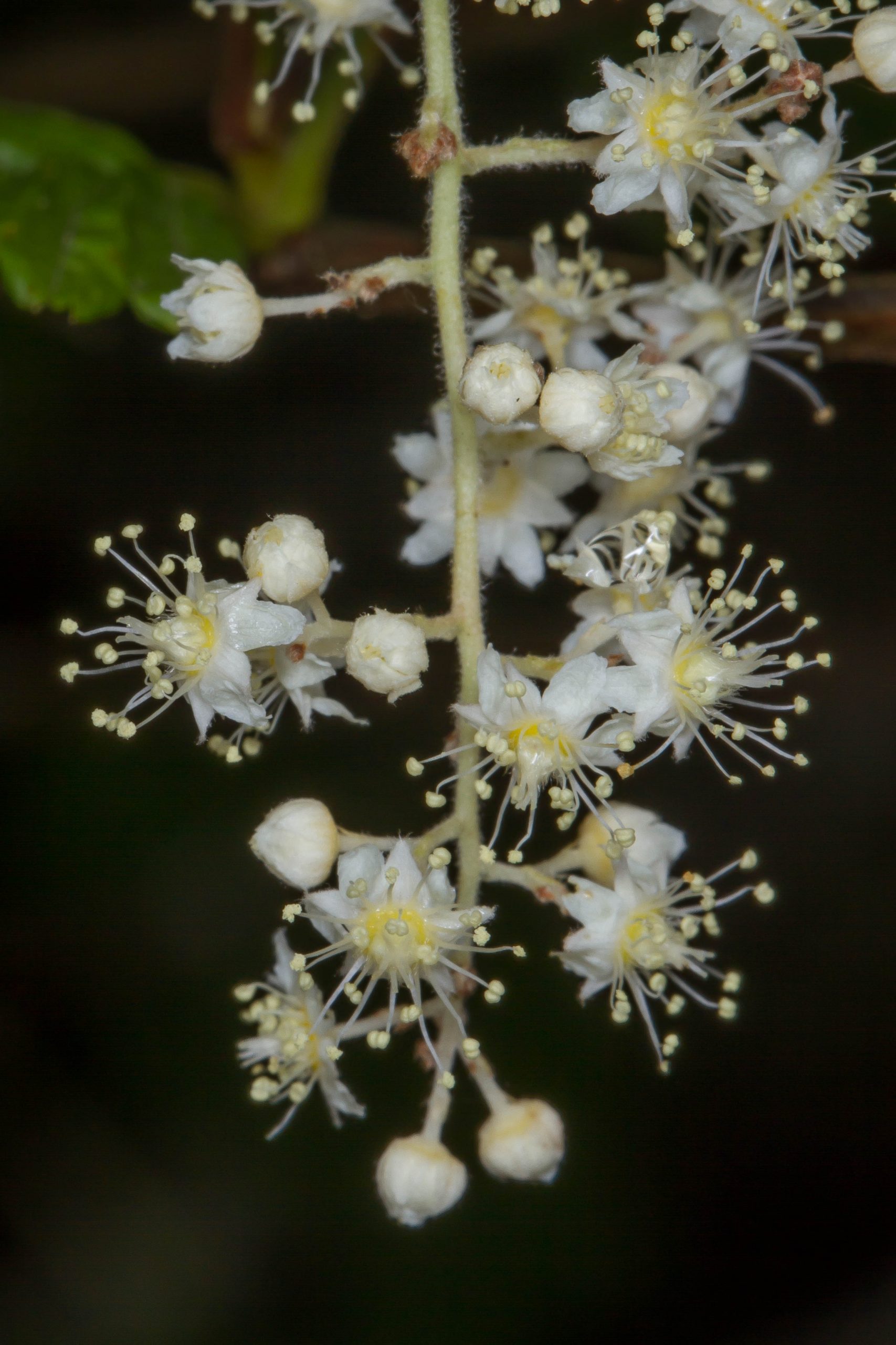 Holodiscus discolor – Flora around Nanaimo
