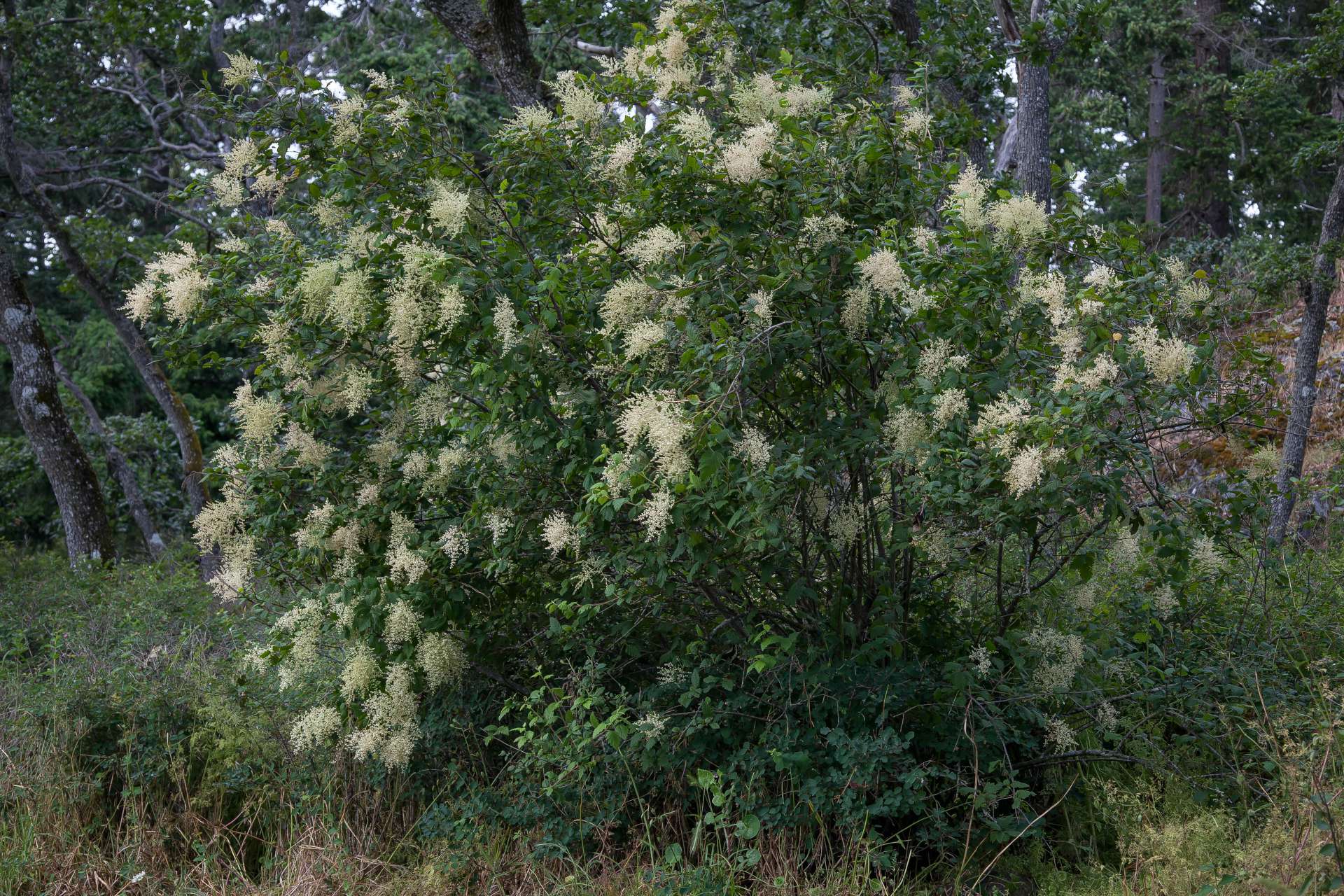 Holodiscus discolor – Flora around Nanaimo