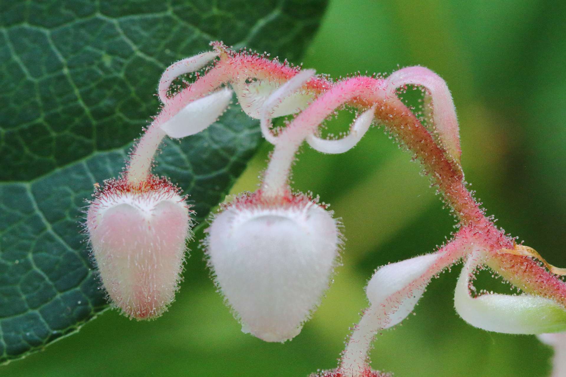 Gaultheria shallon – Flora around Nanaimo