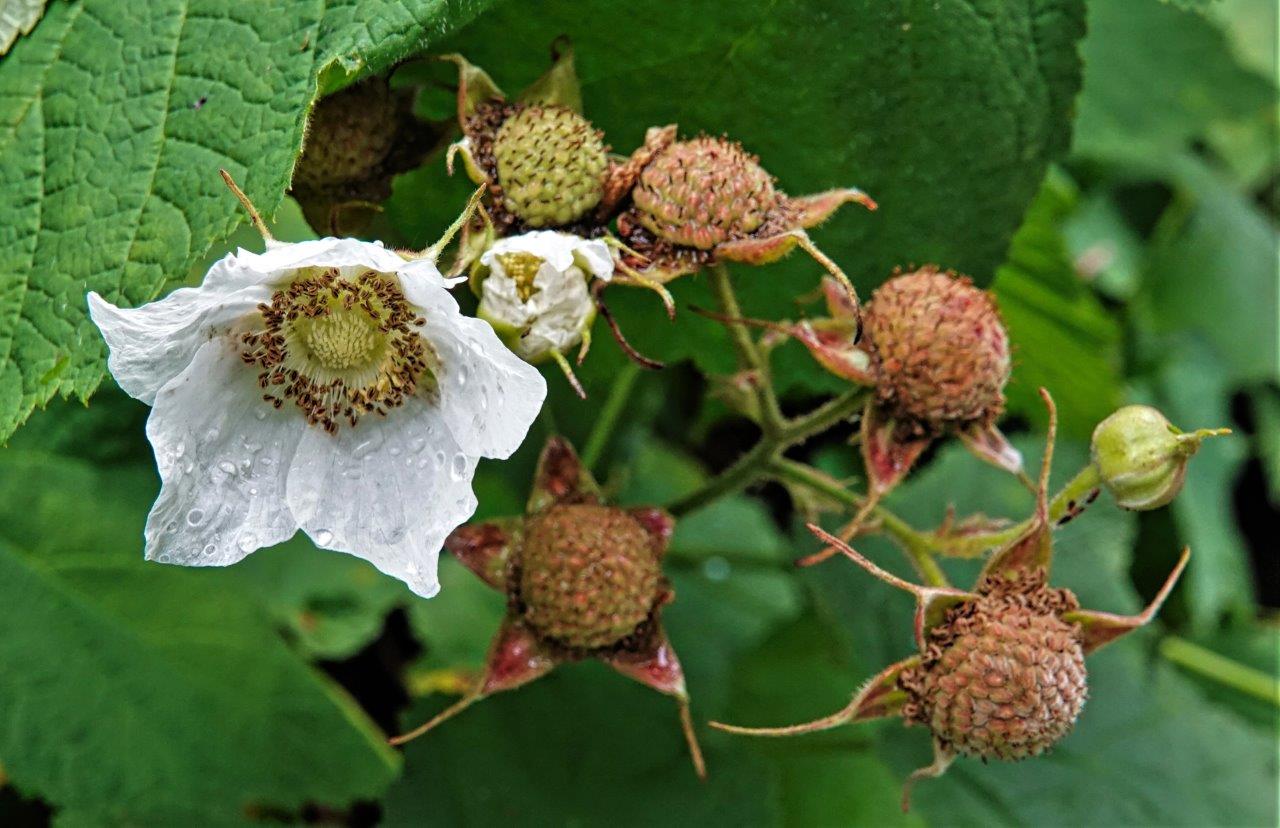 Rubus parviflorus – Flora around Nanaimo