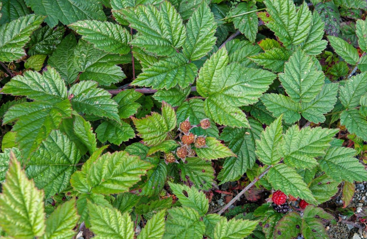 Rubus ursinus – Flora around Nanaimo