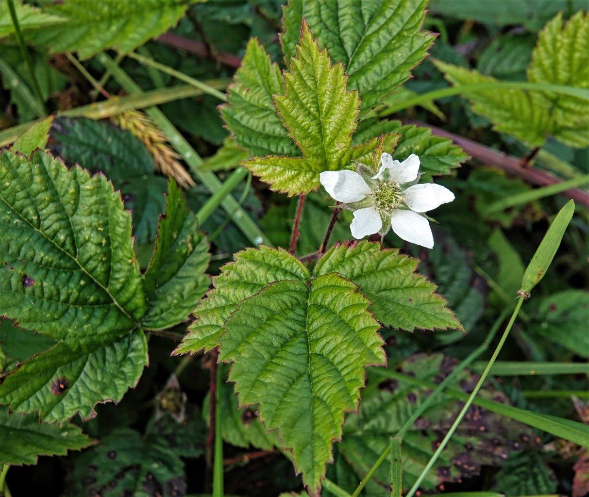 Rubus ursinus – Flora around Nanaimo