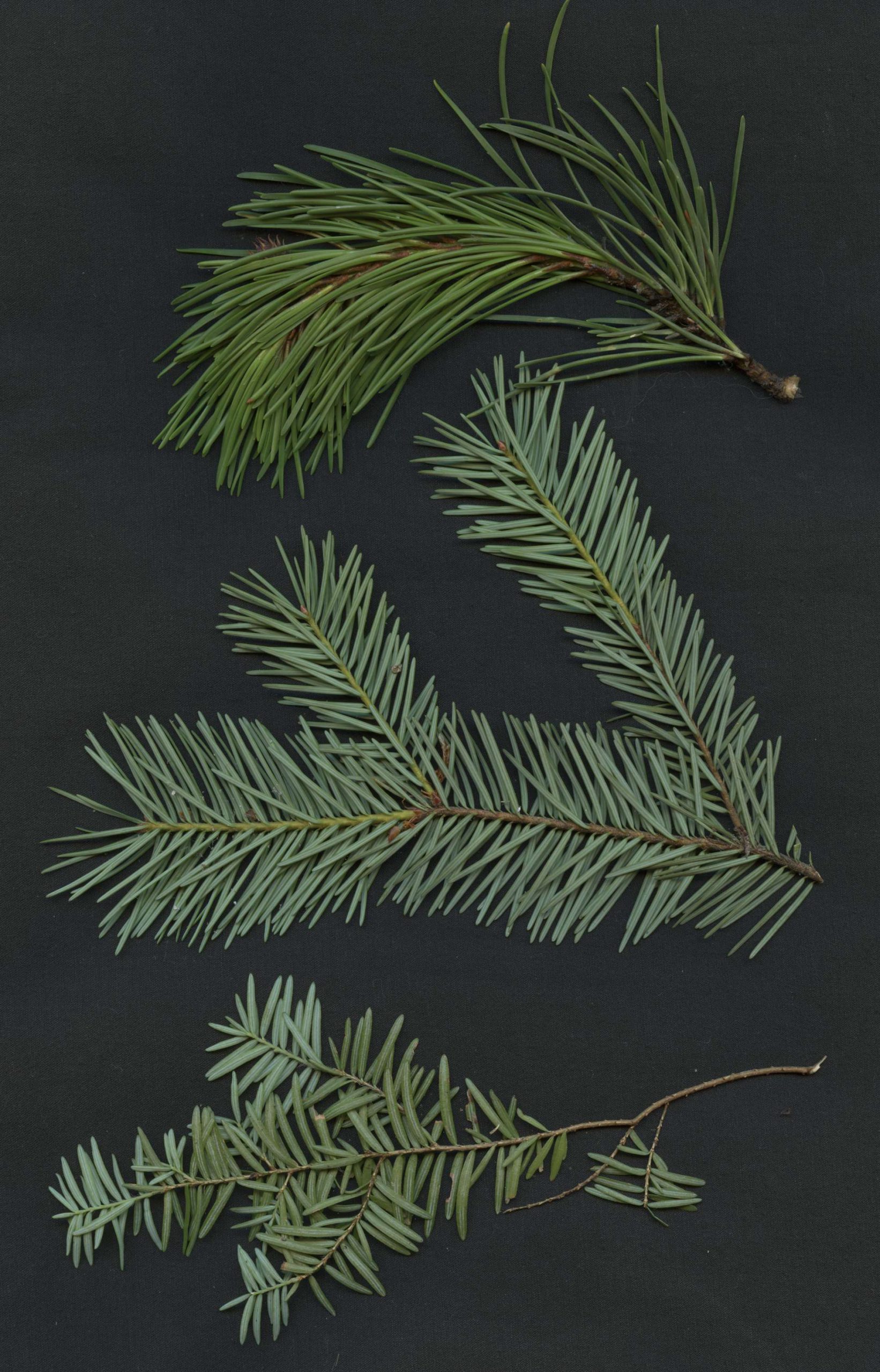 Conifer comparison – Flora around Nanaimo