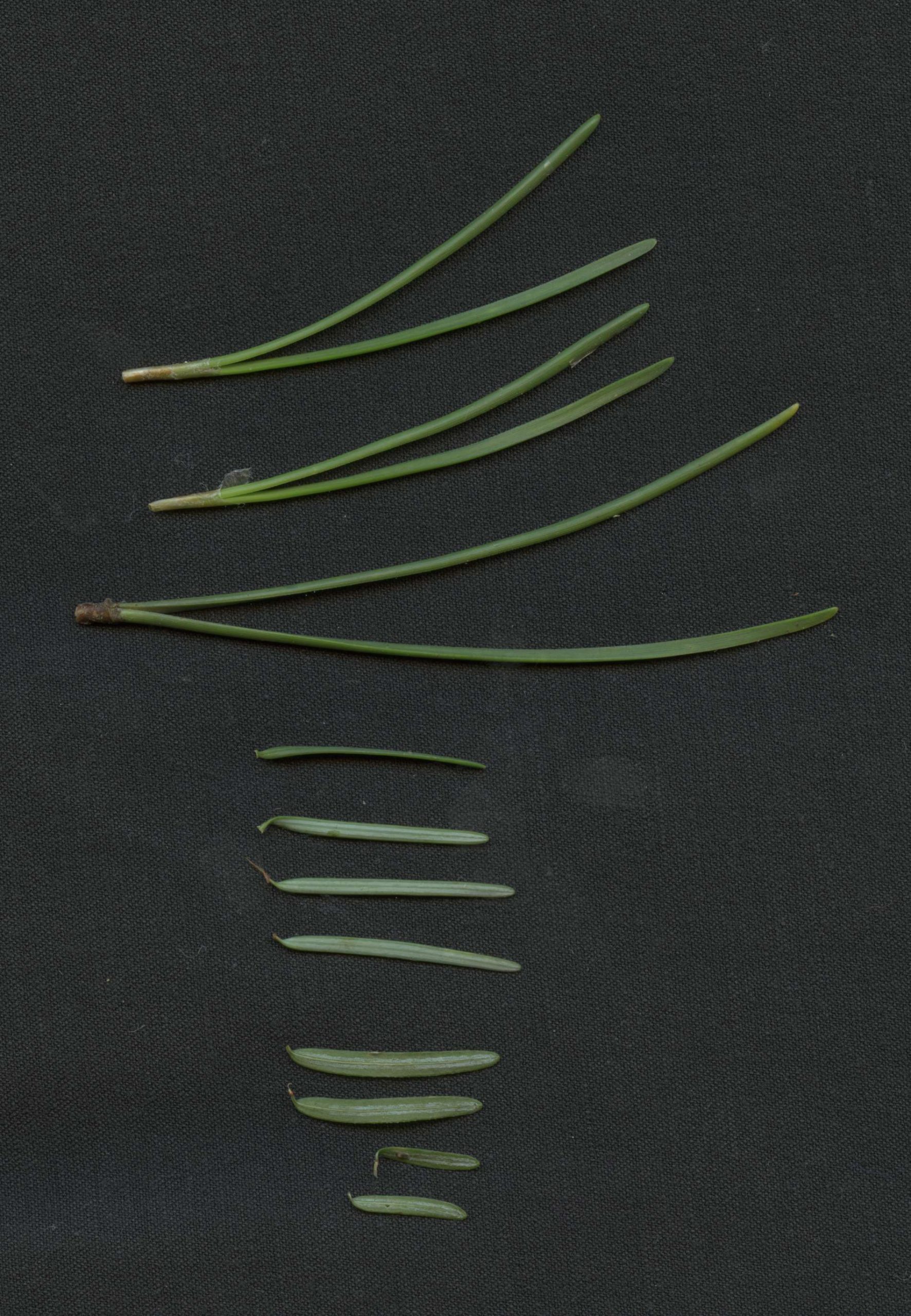 Conifer comparison – Flora around Nanaimo