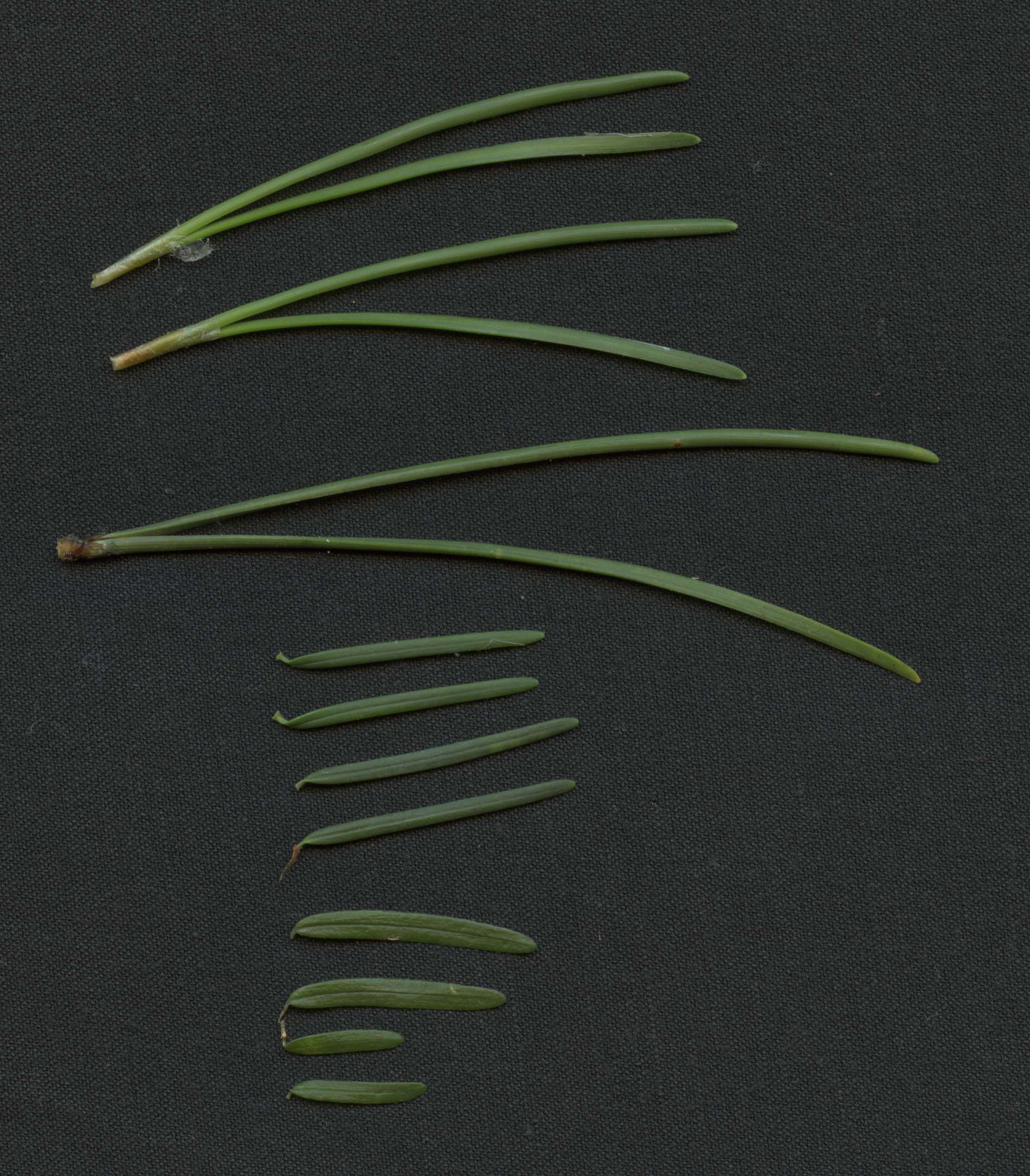 Conifer comparison – Flora around Nanaimo