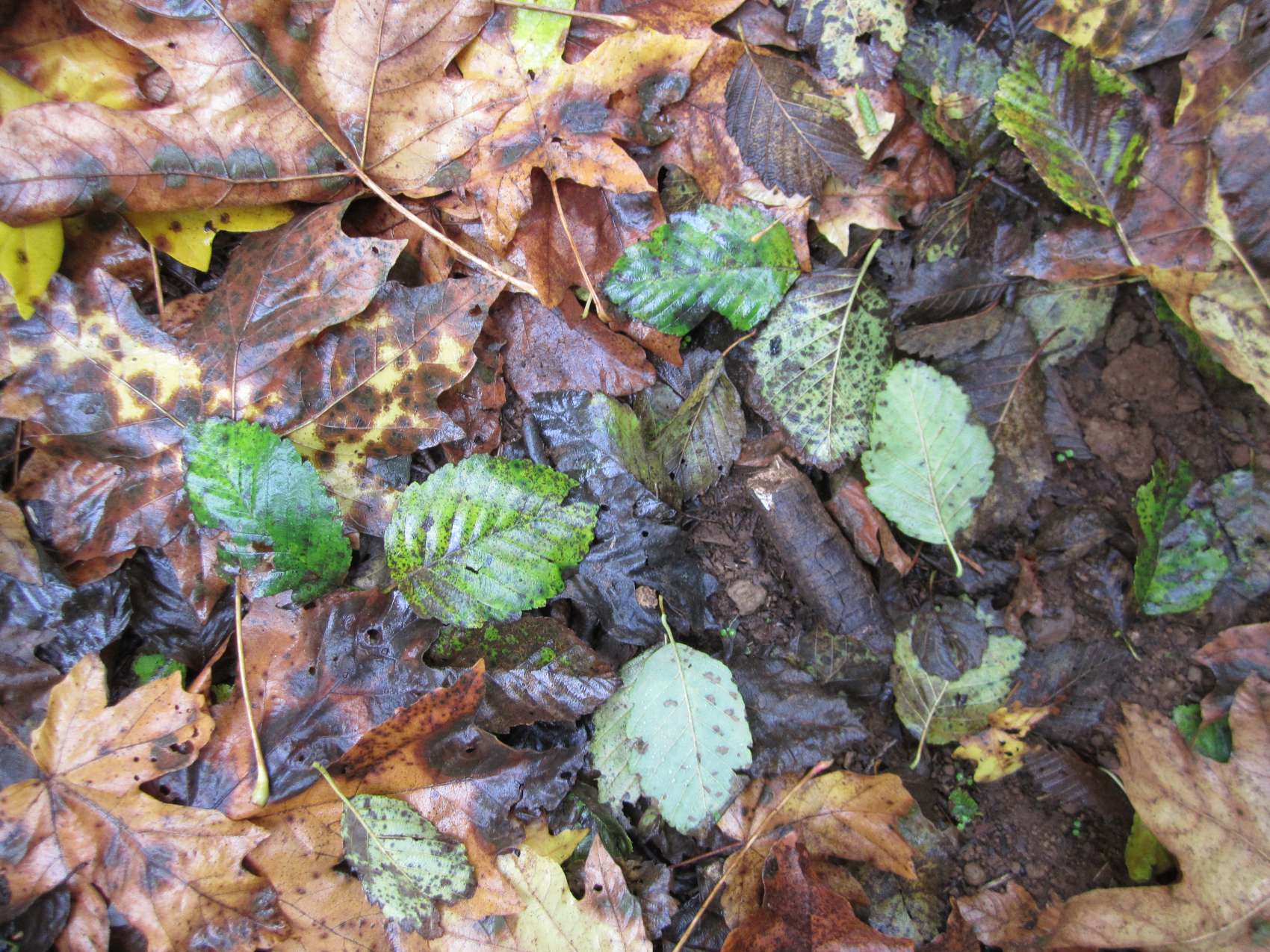 Alnus rubra – Flora around Nanaimo