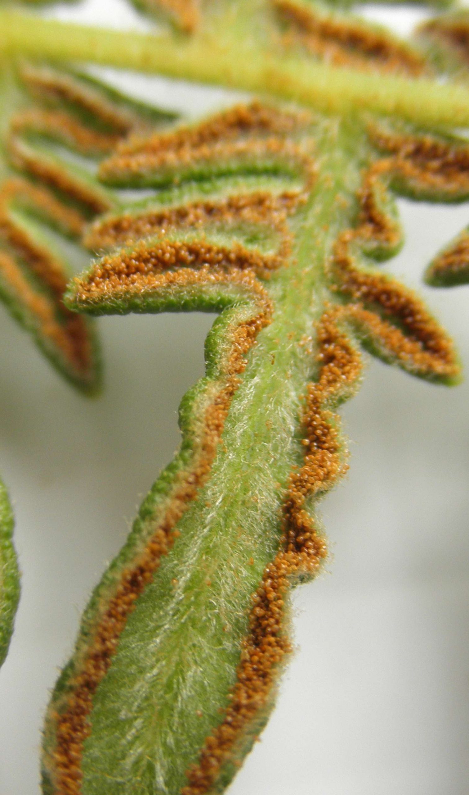 Pteridium aquilinum – Flora around Nanaimo
