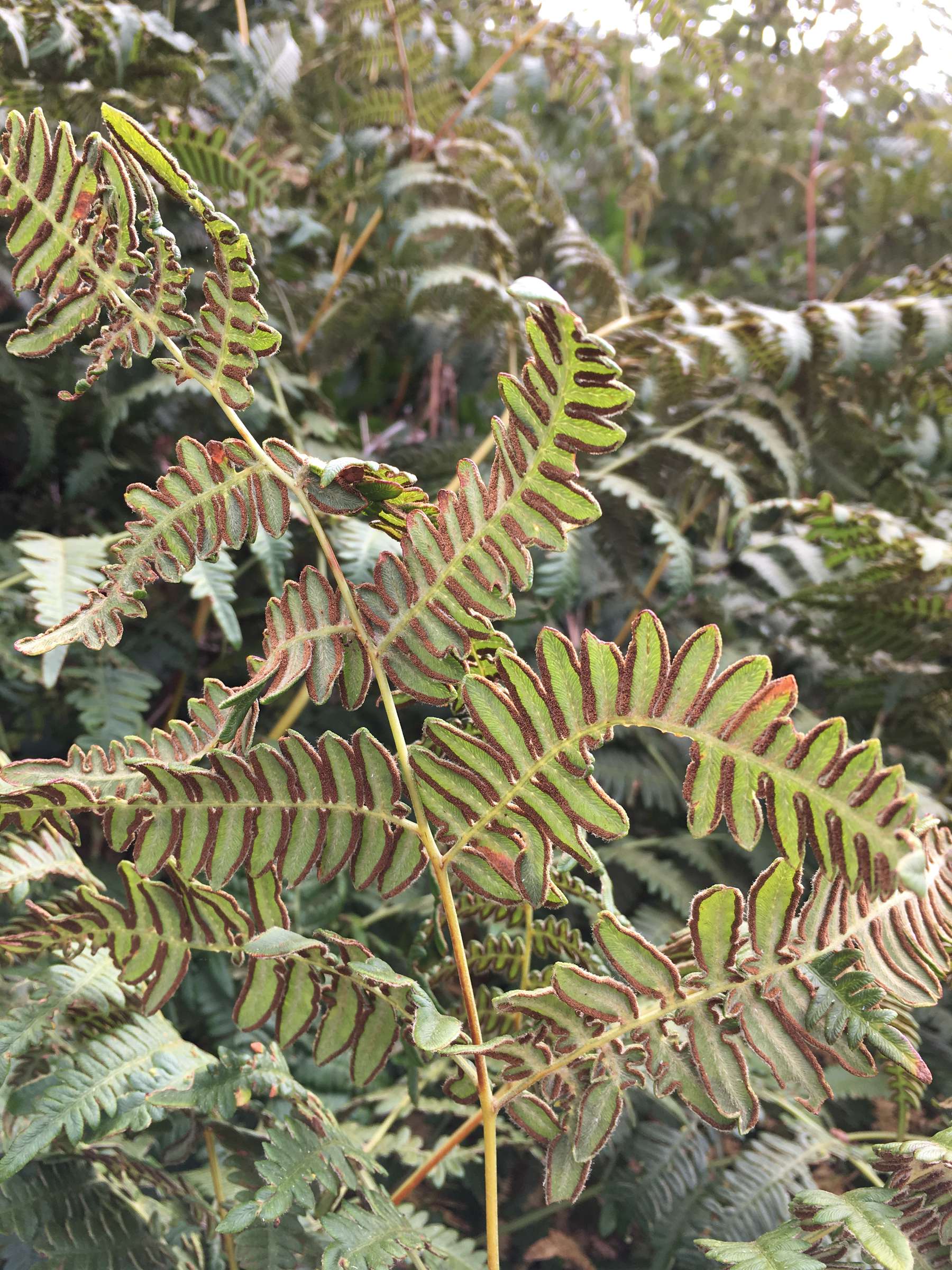 Pteridium aquilinum – Flora around Nanaimo