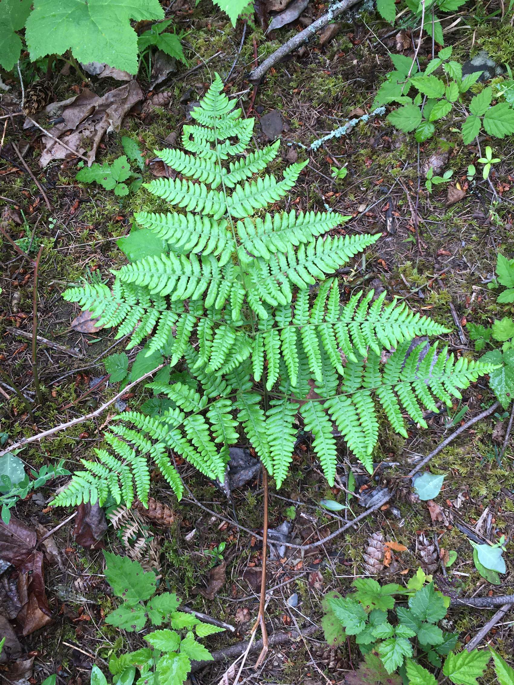 Pteridium aquilinum – Flora around Nanaimo