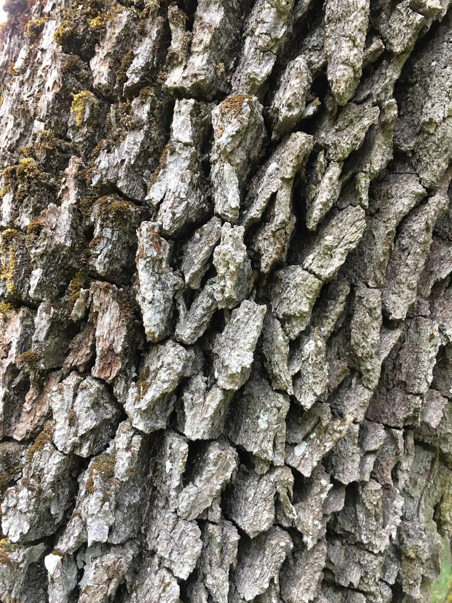 Quercus garryana – Flora around Nanaimo