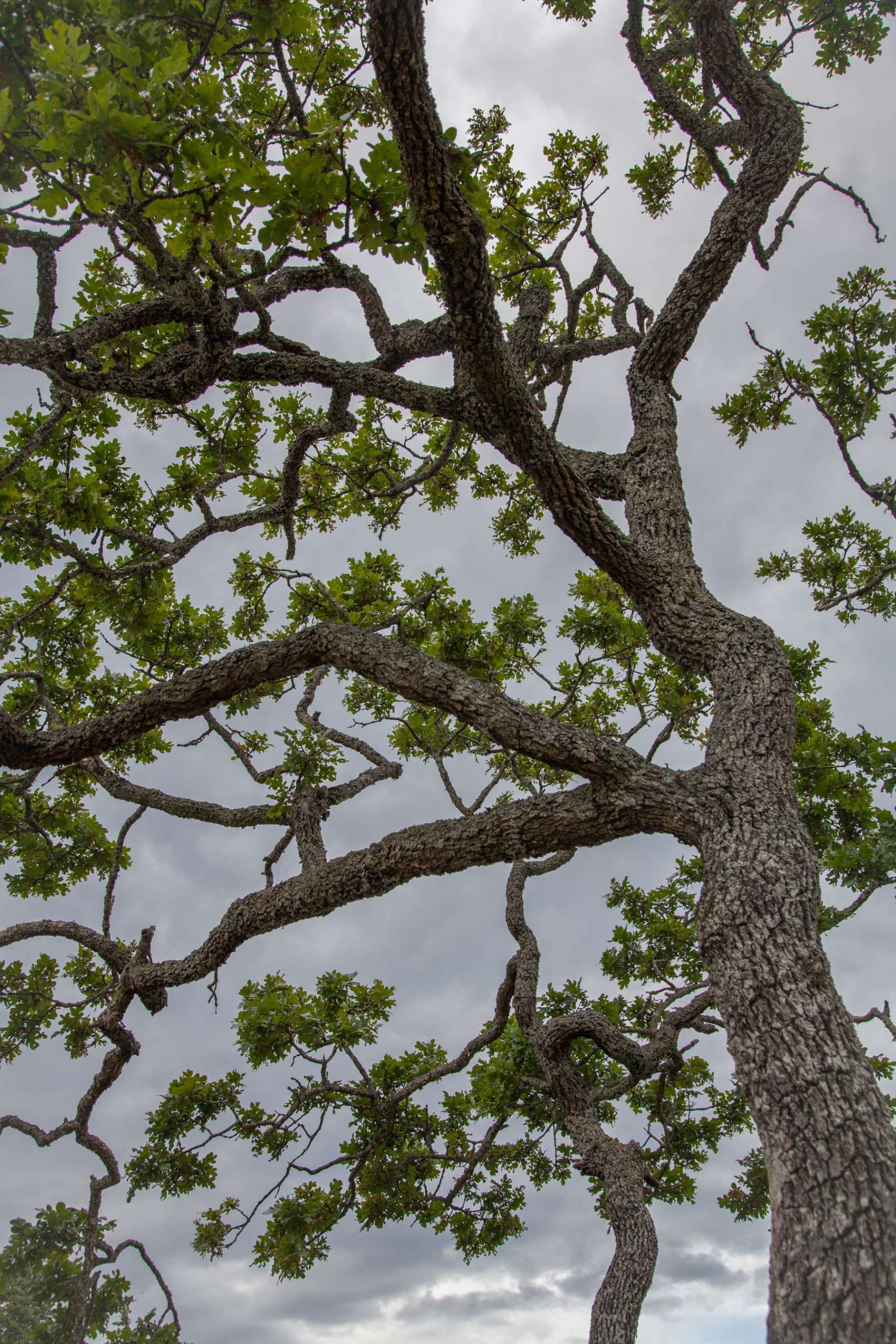 Quercus garryana – Flora around Nanaimo