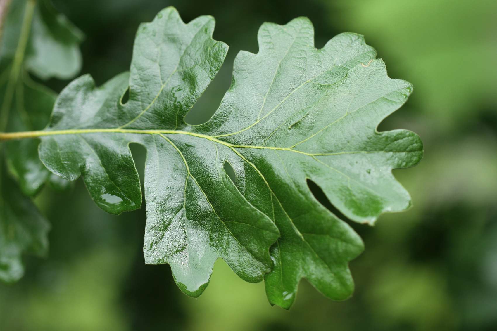 Quercus garryana – Flora around Nanaimo