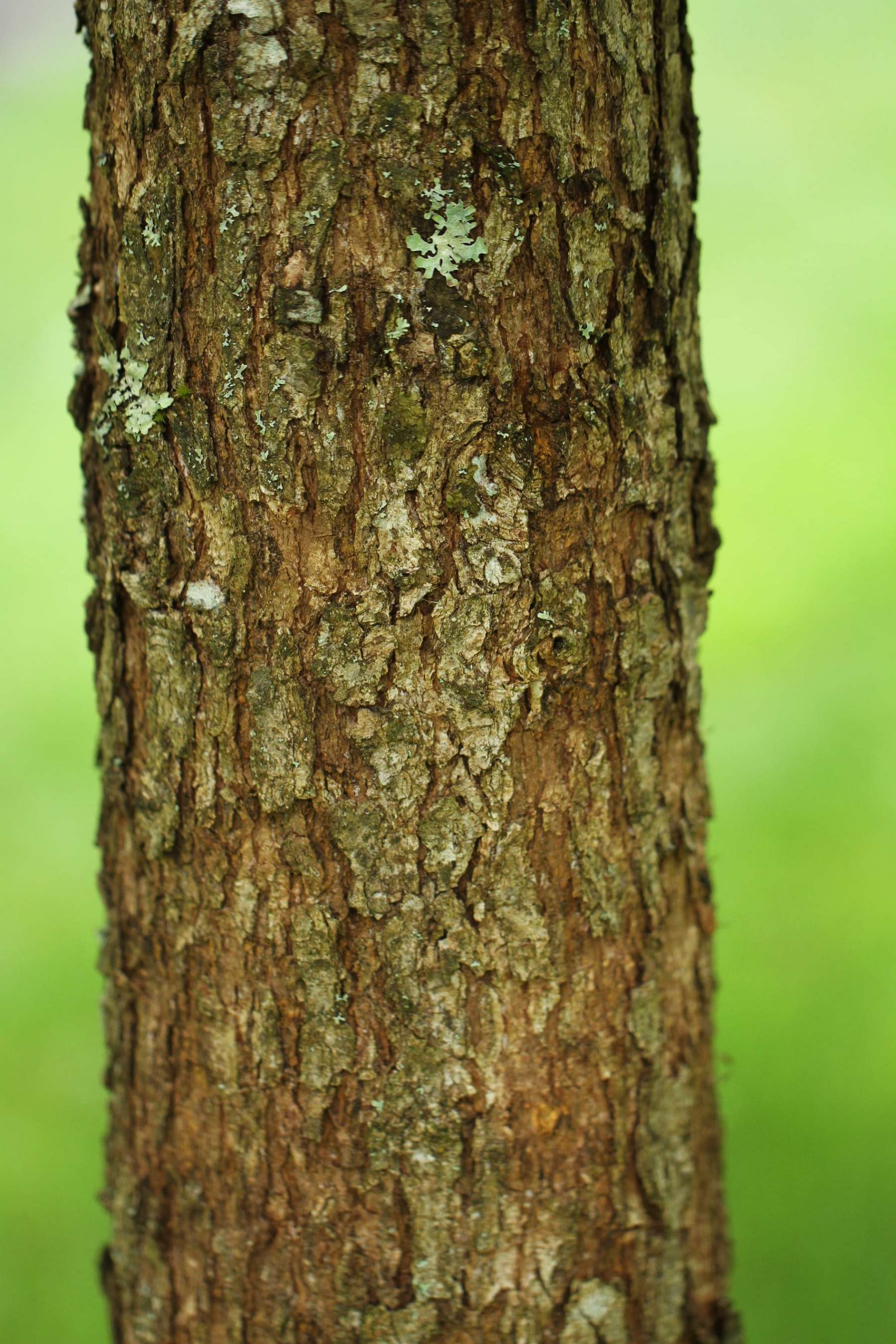 Quercus garryana – Flora around Nanaimo
