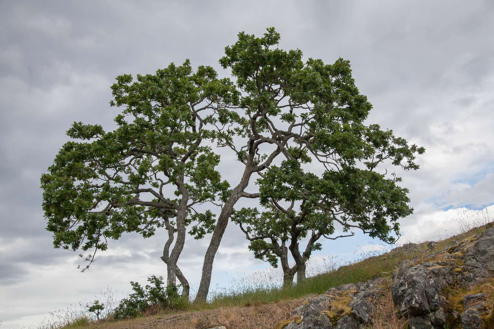 The five category overview – Flora around Nanaimo
