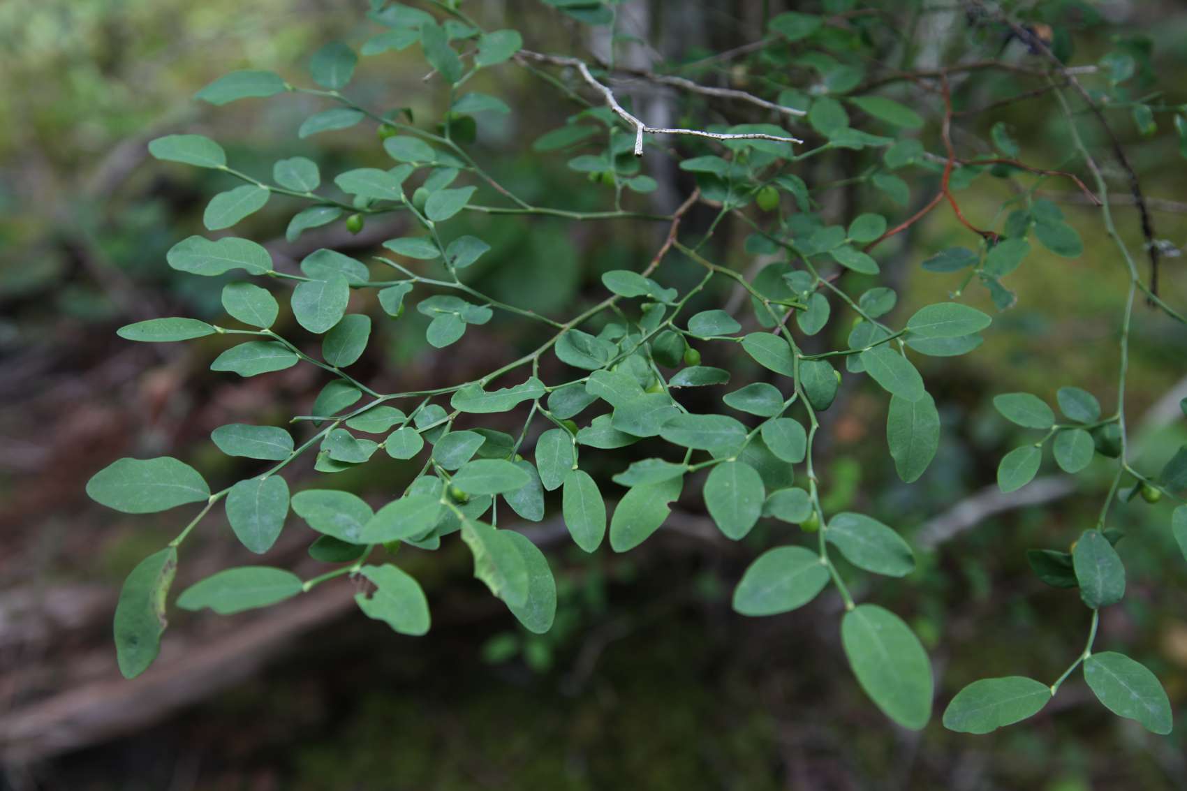Vaccinium parvifolium – Flora around Nanaimo