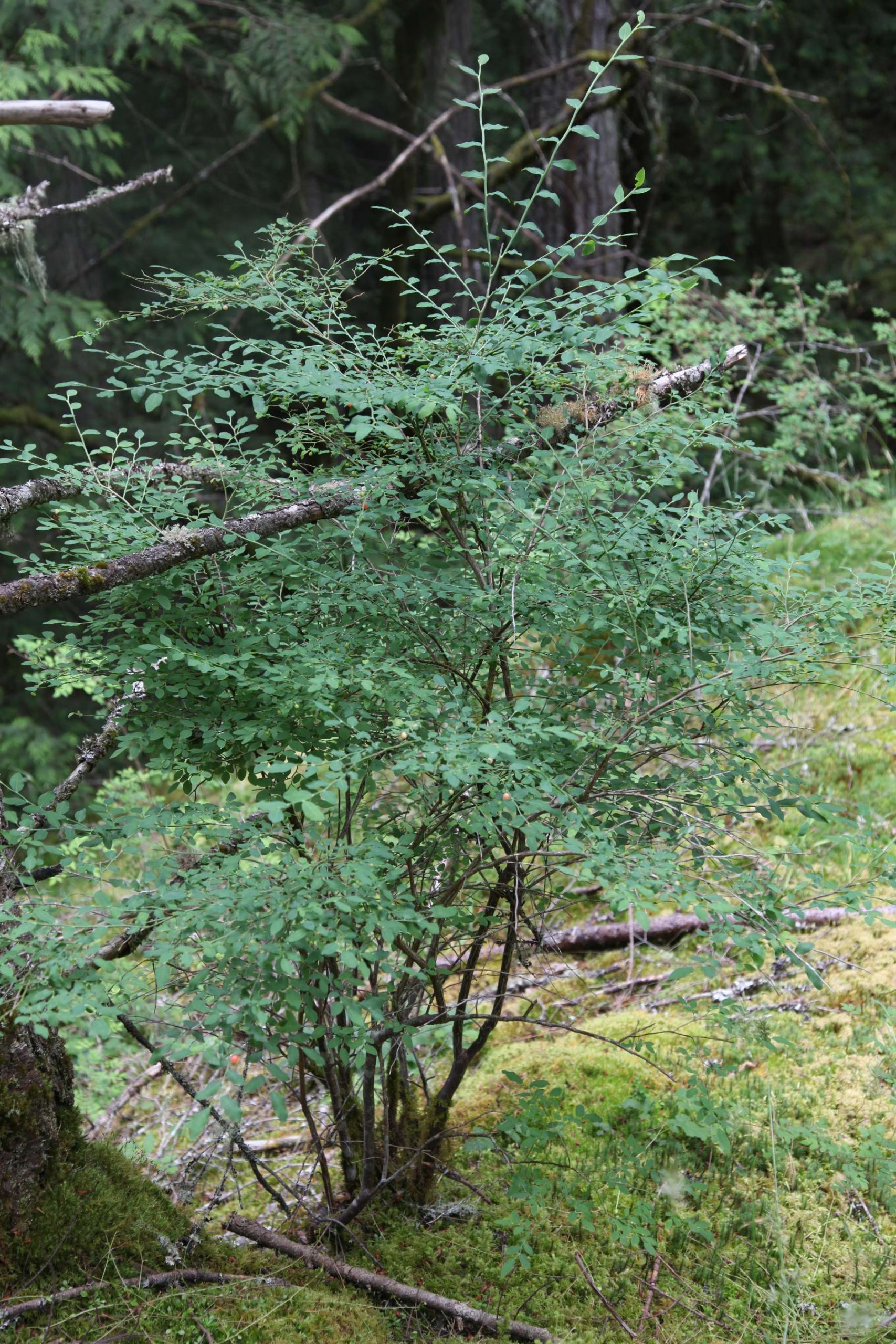 Vaccinium parvifolium – Flora around Nanaimo