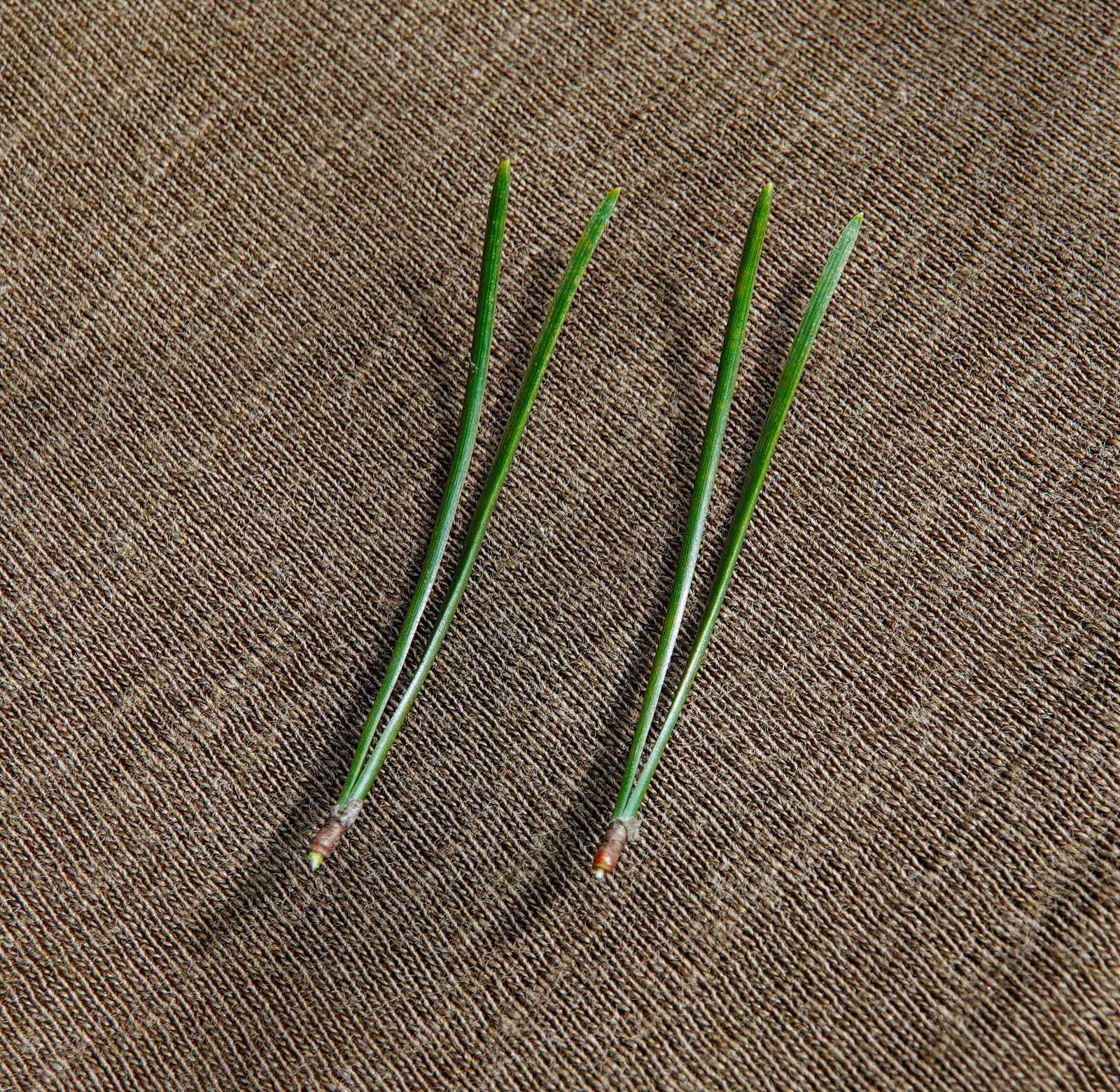 The five category overview – Flora around Nanaimo