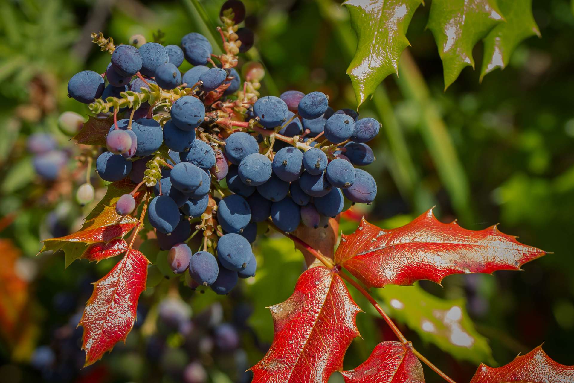 Berberis (Mahonia) aquifolium – Flora around Nanaimo