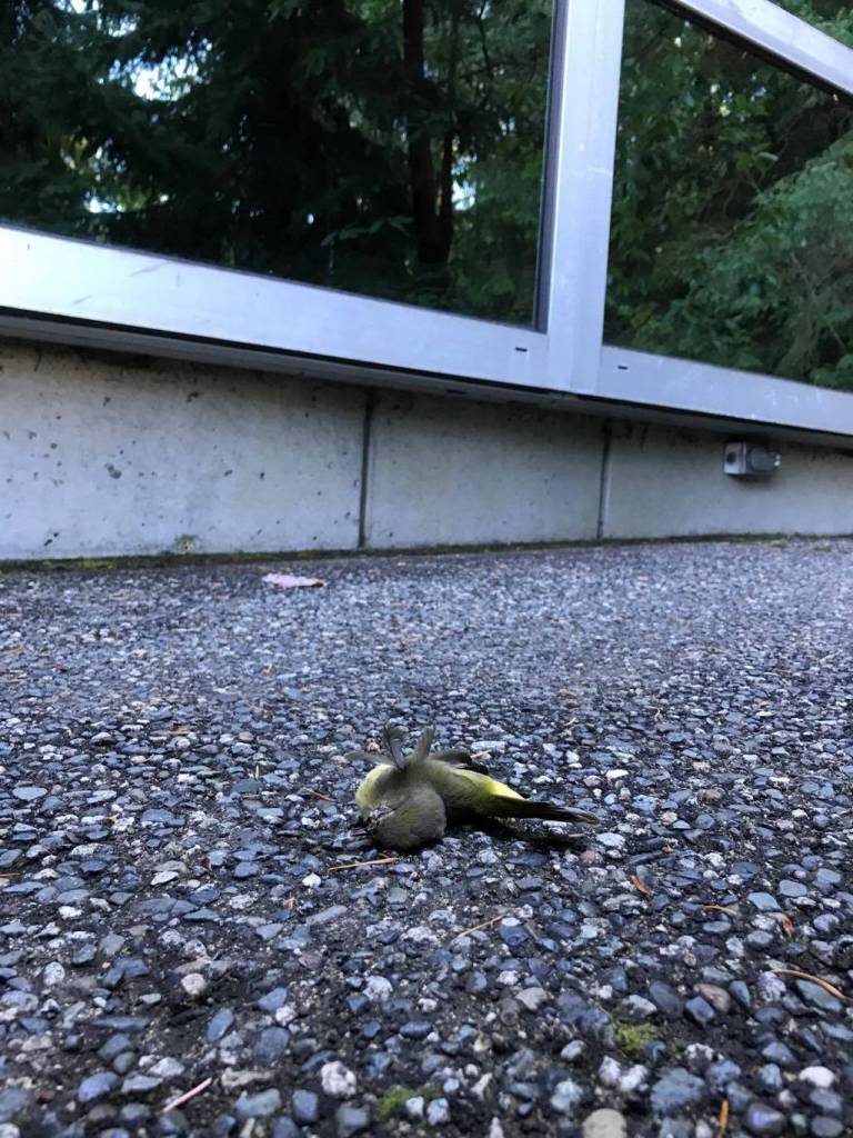 VIU Bird-Window Collision Project