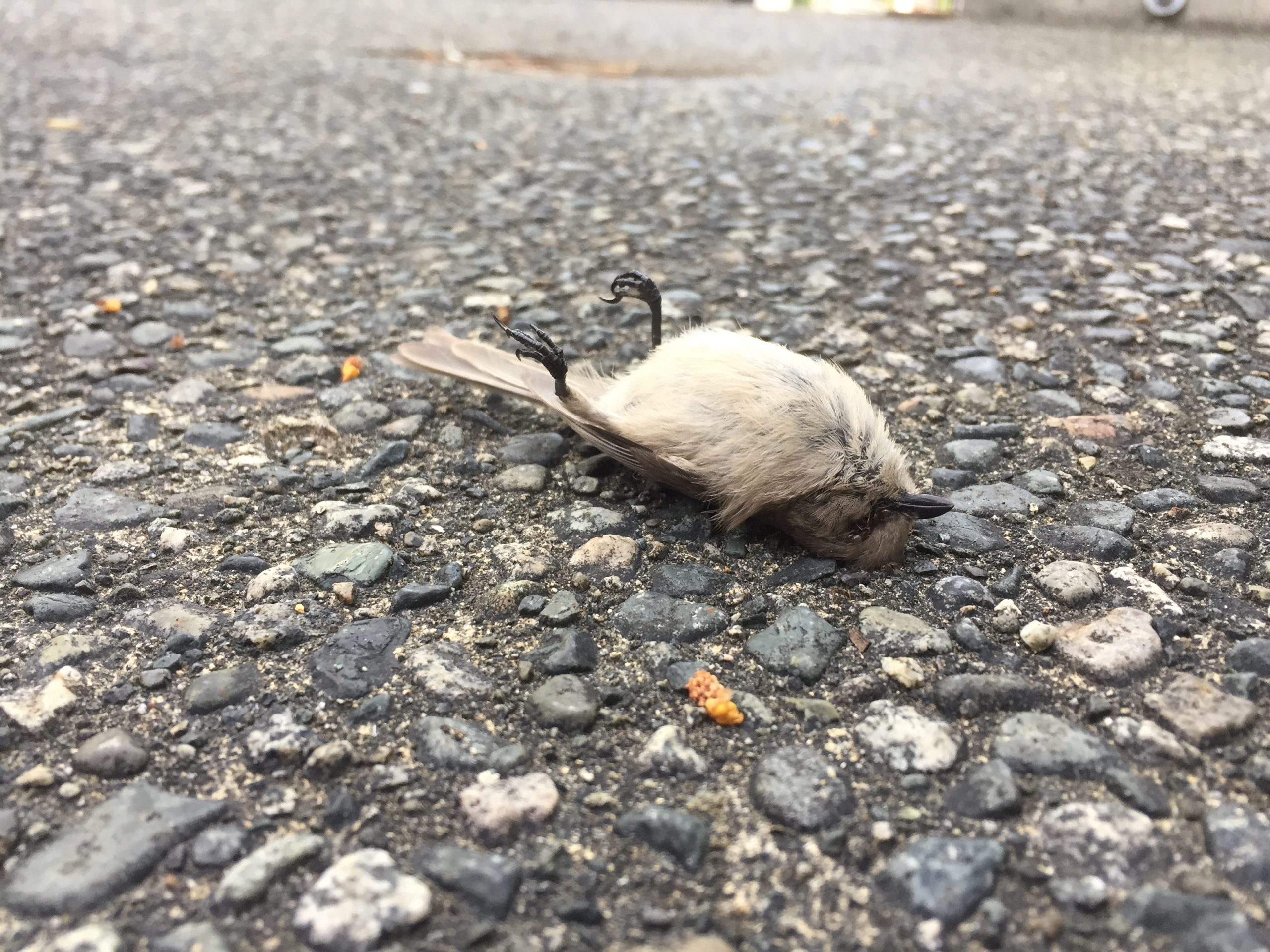 RESULTS | VIU Bird-Window Collision Project