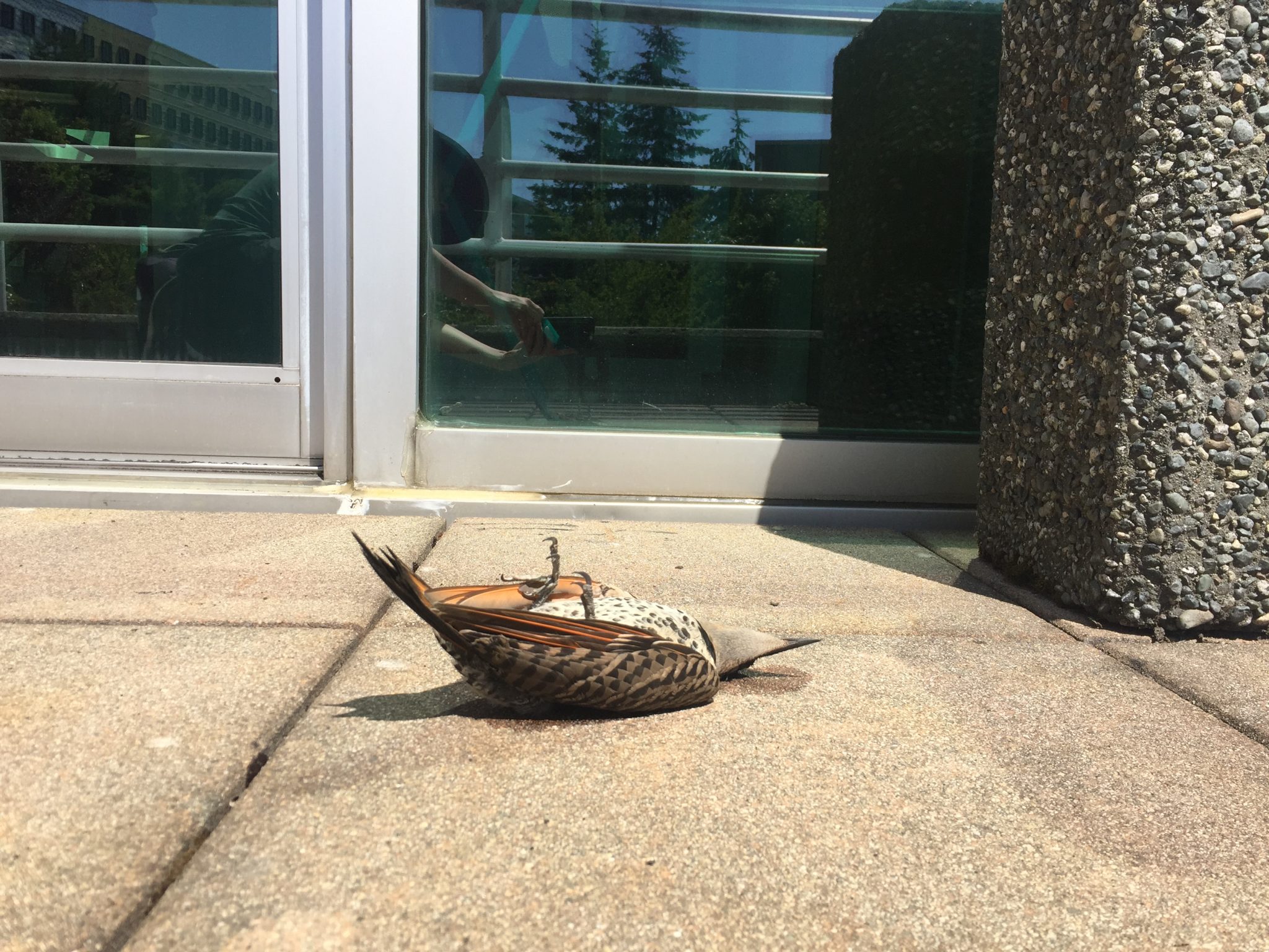 RESULTS | VIU Bird-Window Collision Project