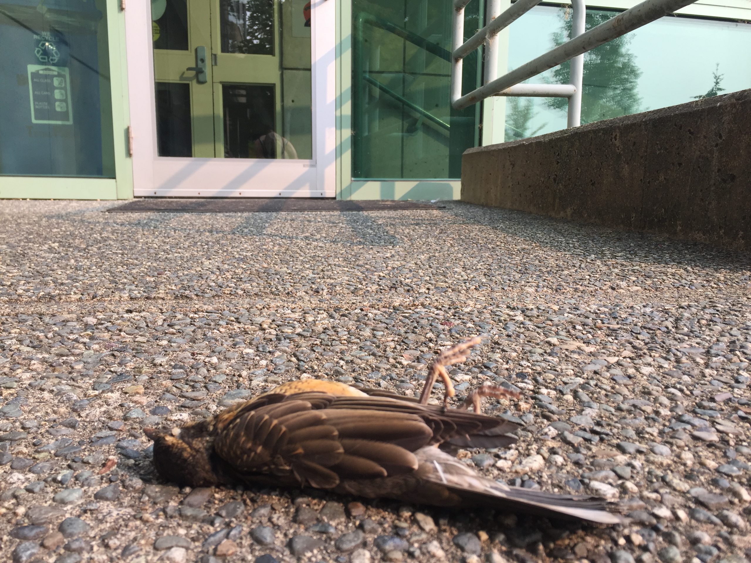 RESULTS | VIU Bird-Window Collision Project